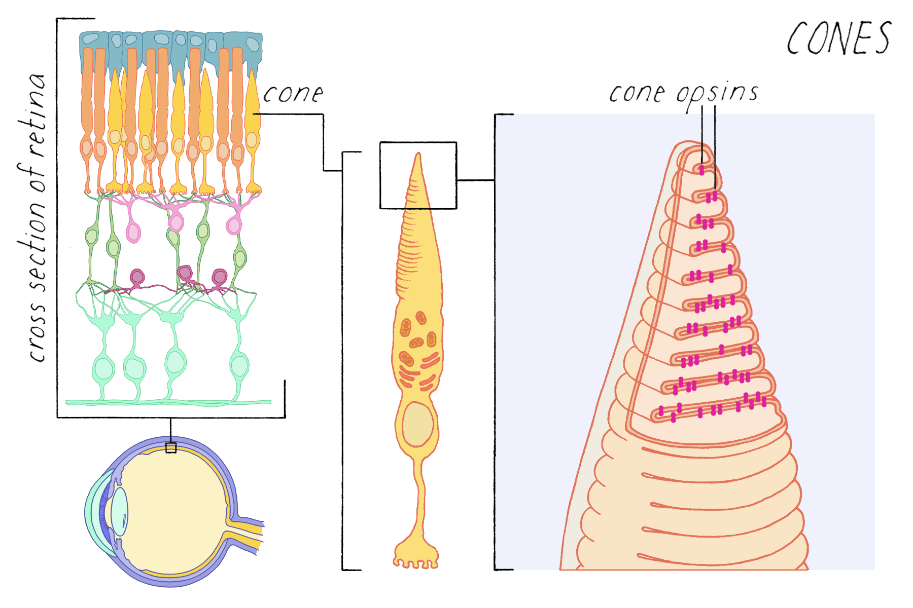 BioDictionary | Graphics & descriptions of biological terms