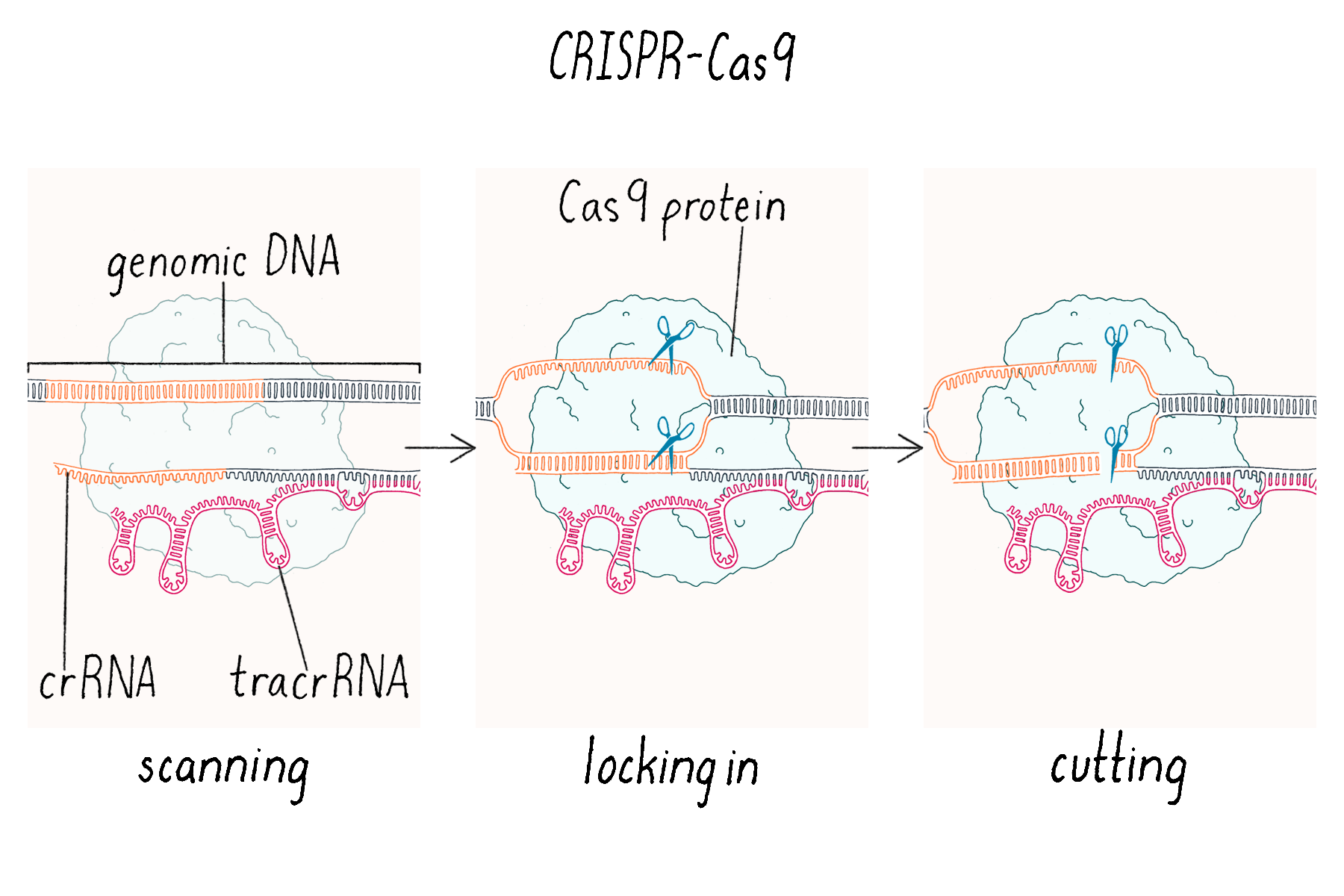 BioDictionary | Graphics & descriptions of biological terms