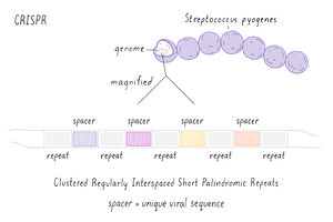 BioDictionary | Graphics & descriptions of biological terms