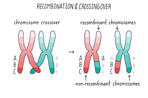BioDictionary | Graphics & descriptions of biological terms