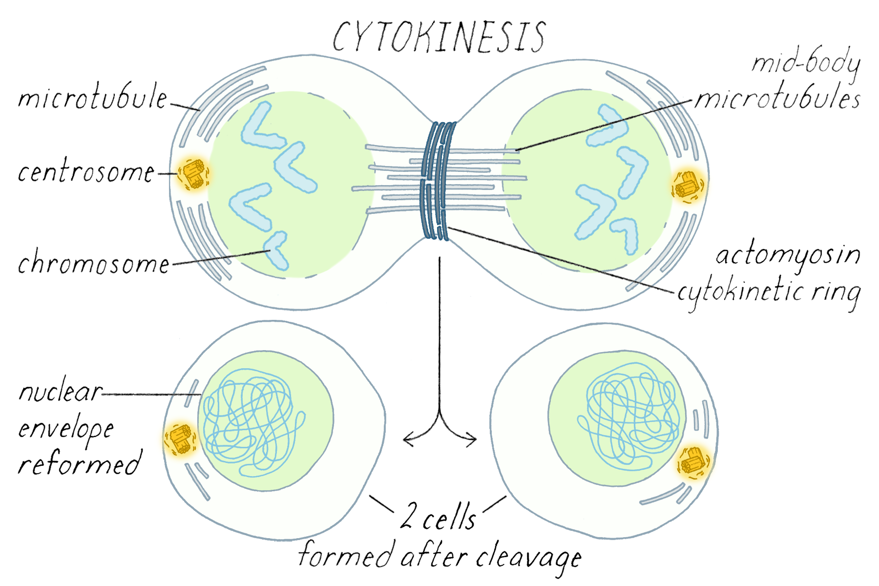 BioDictionary | Graphics & descriptions of biological terms