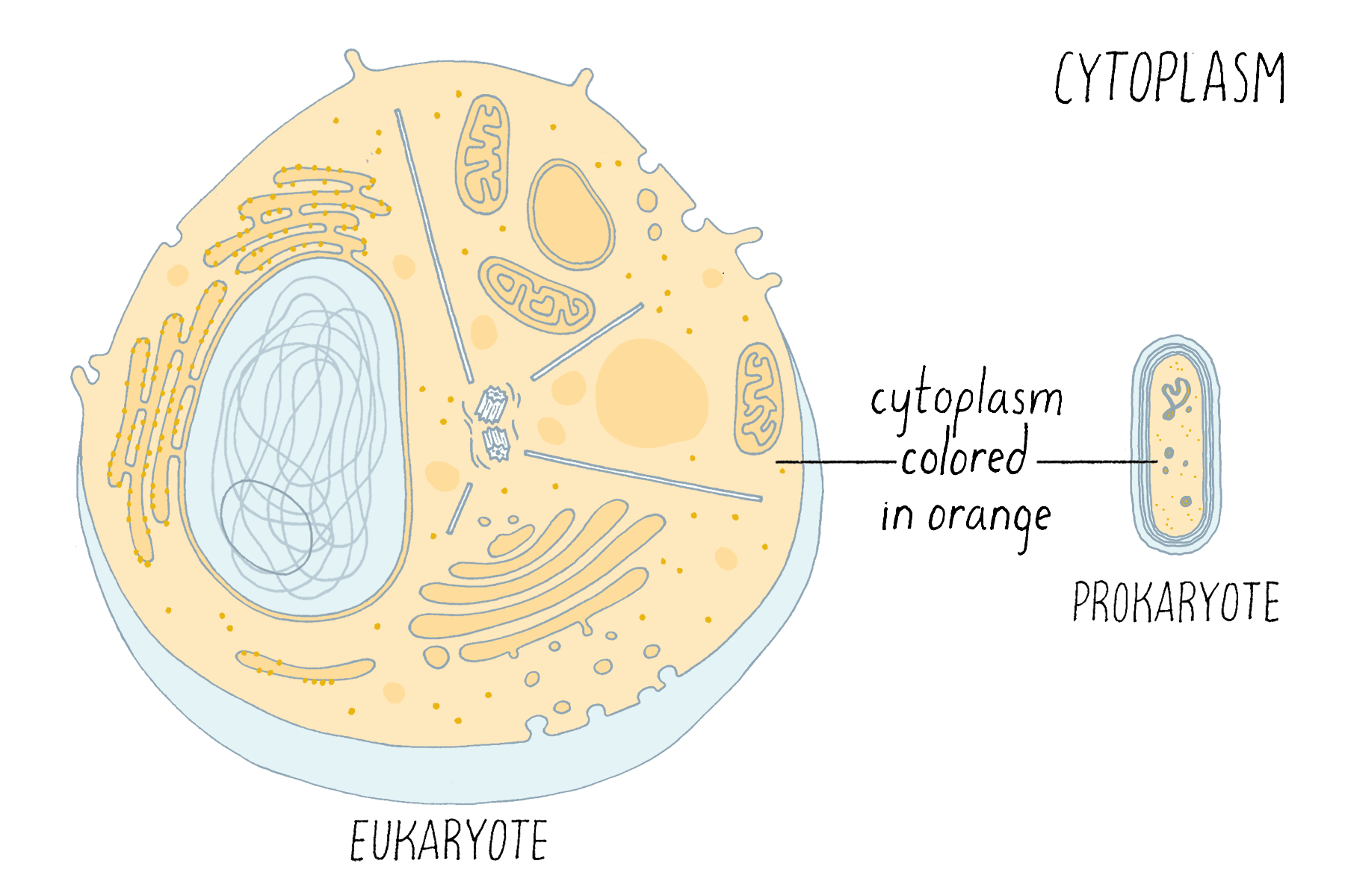 BioDictionary | Graphics & descriptions of biological terms