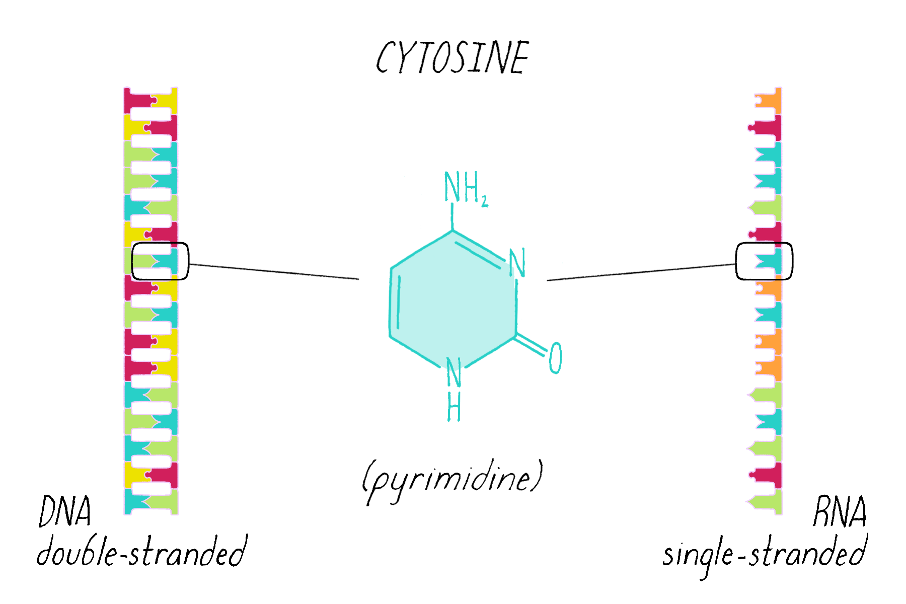 BioDictionary | Graphics & descriptions of biological terms