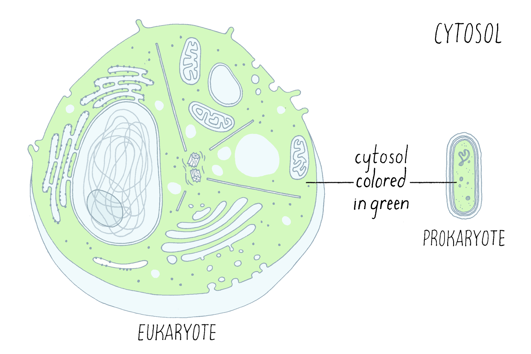 BioDictionary | Graphics & descriptions of biological terms