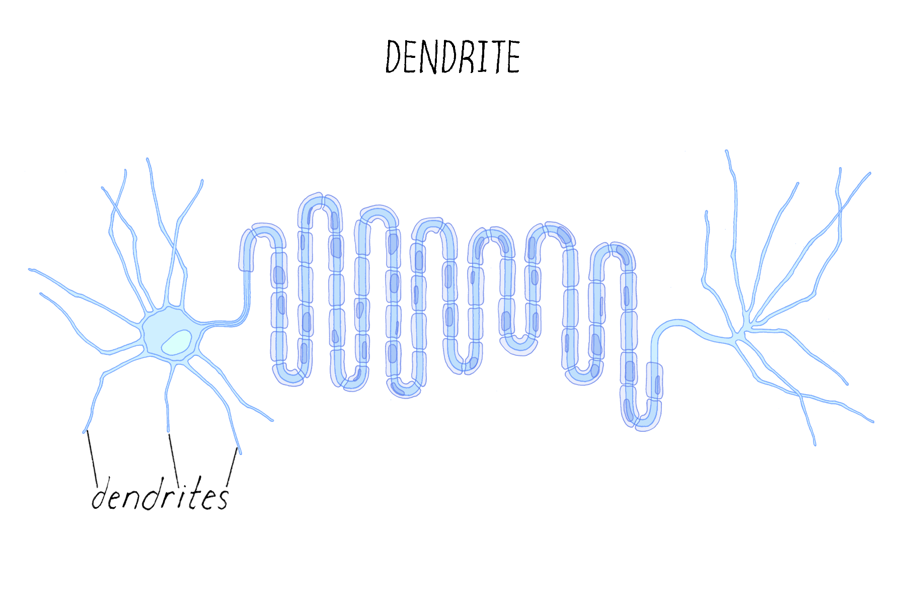 BioDictionary | Graphics & descriptions of biological terms