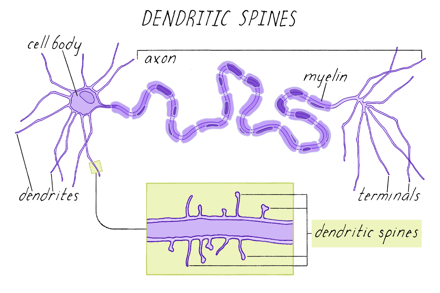 BioDictionary | Graphics & descriptions of biological terms