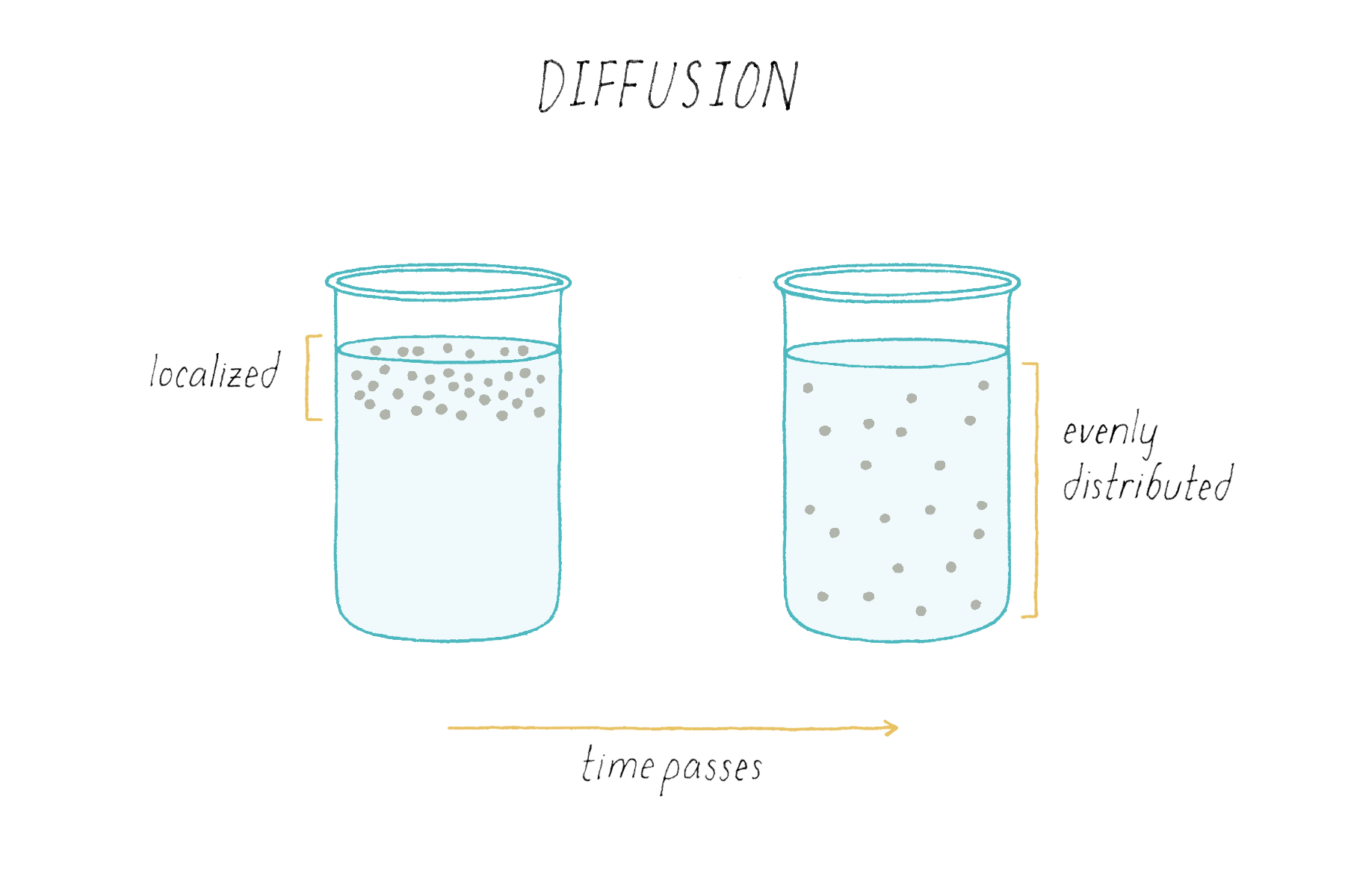 BioDictionary | Graphics & descriptions of biological terms