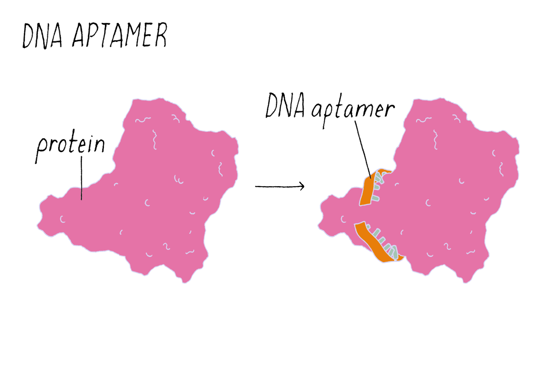BioDictionary | Graphics & descriptions of biological terms