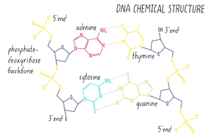 BioDictionary | Graphics & descriptions of biological terms