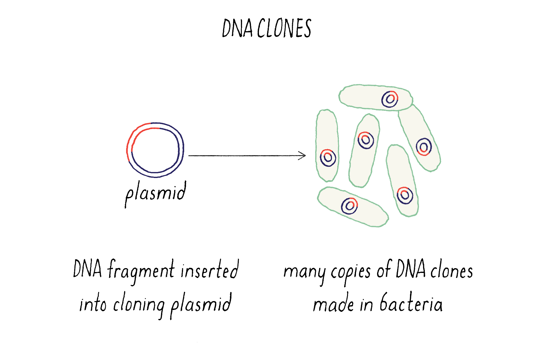 BioDictionary | Graphics & descriptions of biological terms