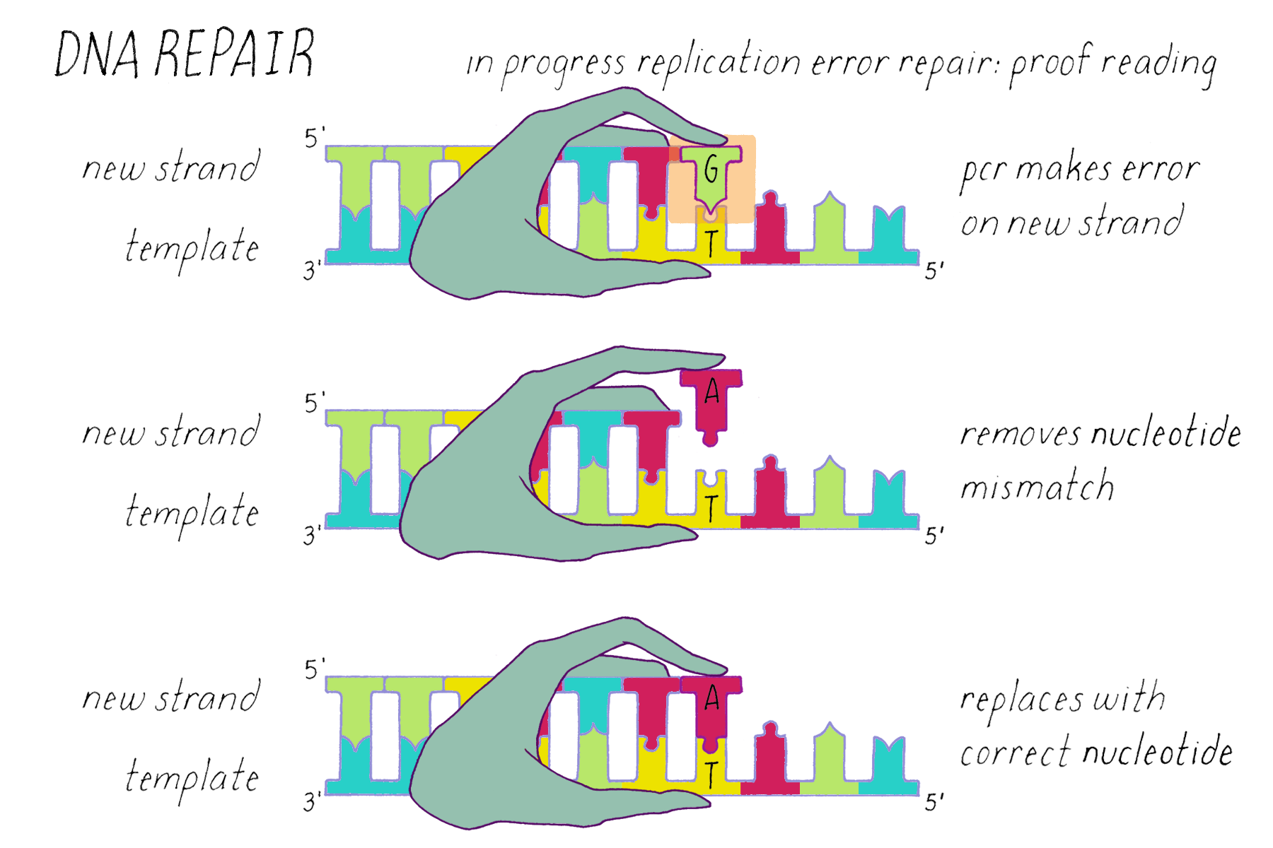 BioDictionary | Graphics & descriptions of biological terms