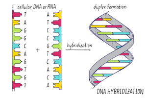 BioDictionary | Graphics & descriptions of biological terms