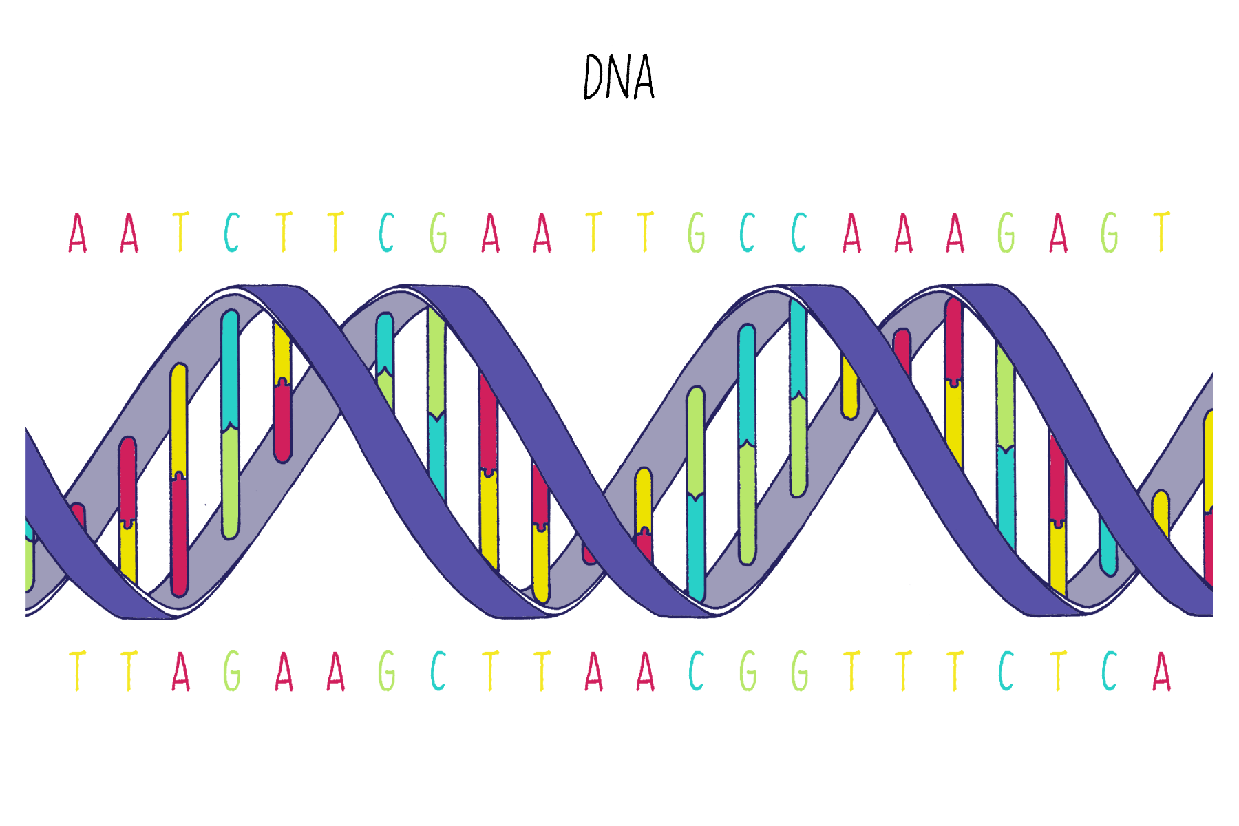BioDictionary | Graphics & descriptions of biological terms