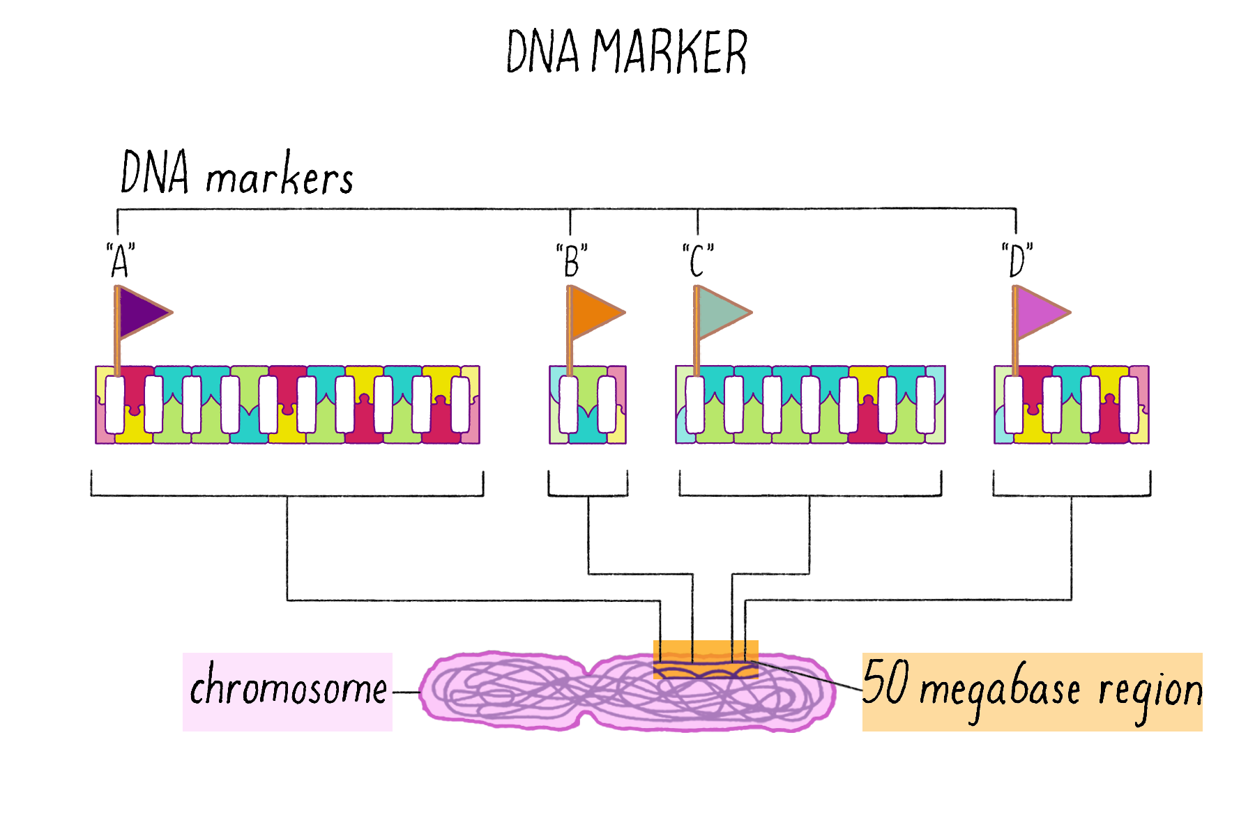 BioDictionary | Graphics & descriptions of biological terms