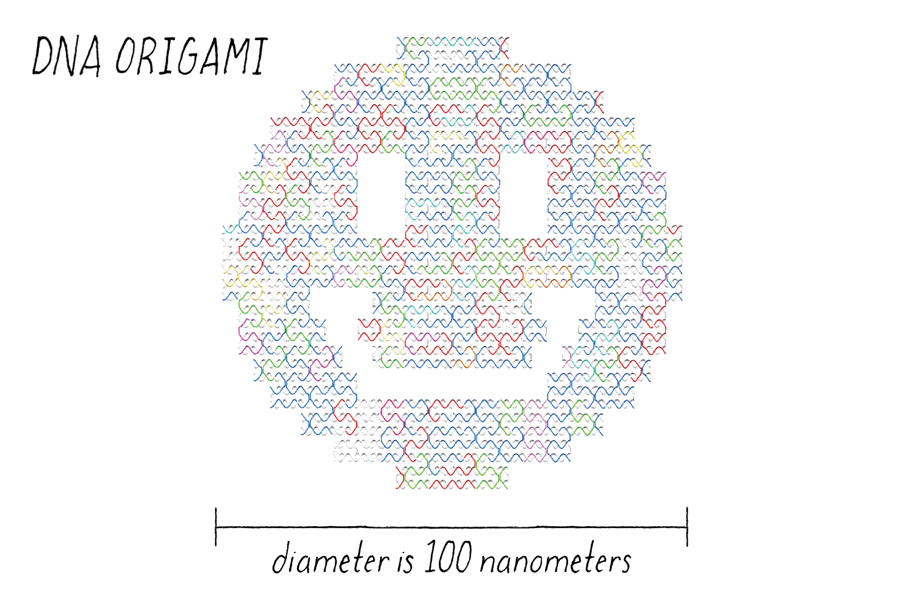 BioDictionary | Graphics & descriptions of biological terms