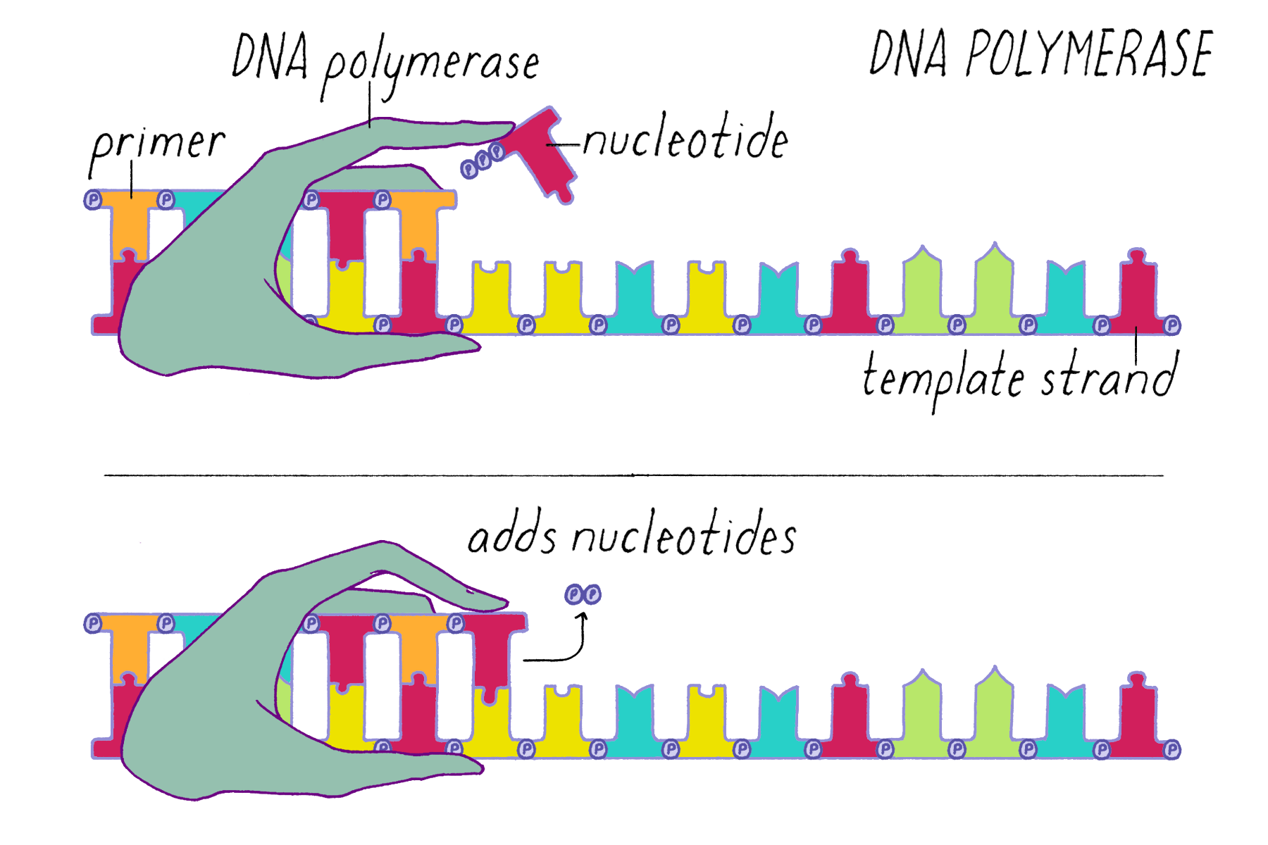 BioDictionary | Graphics & descriptions of biological terms