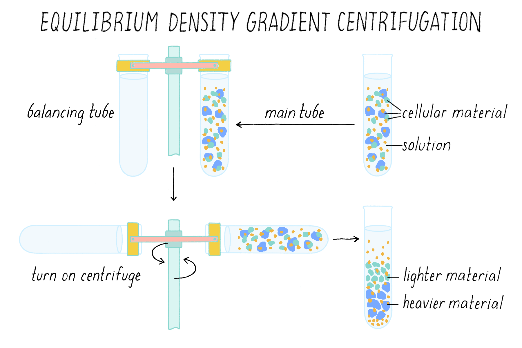 BioDictionary | Graphics & descriptions of biological terms