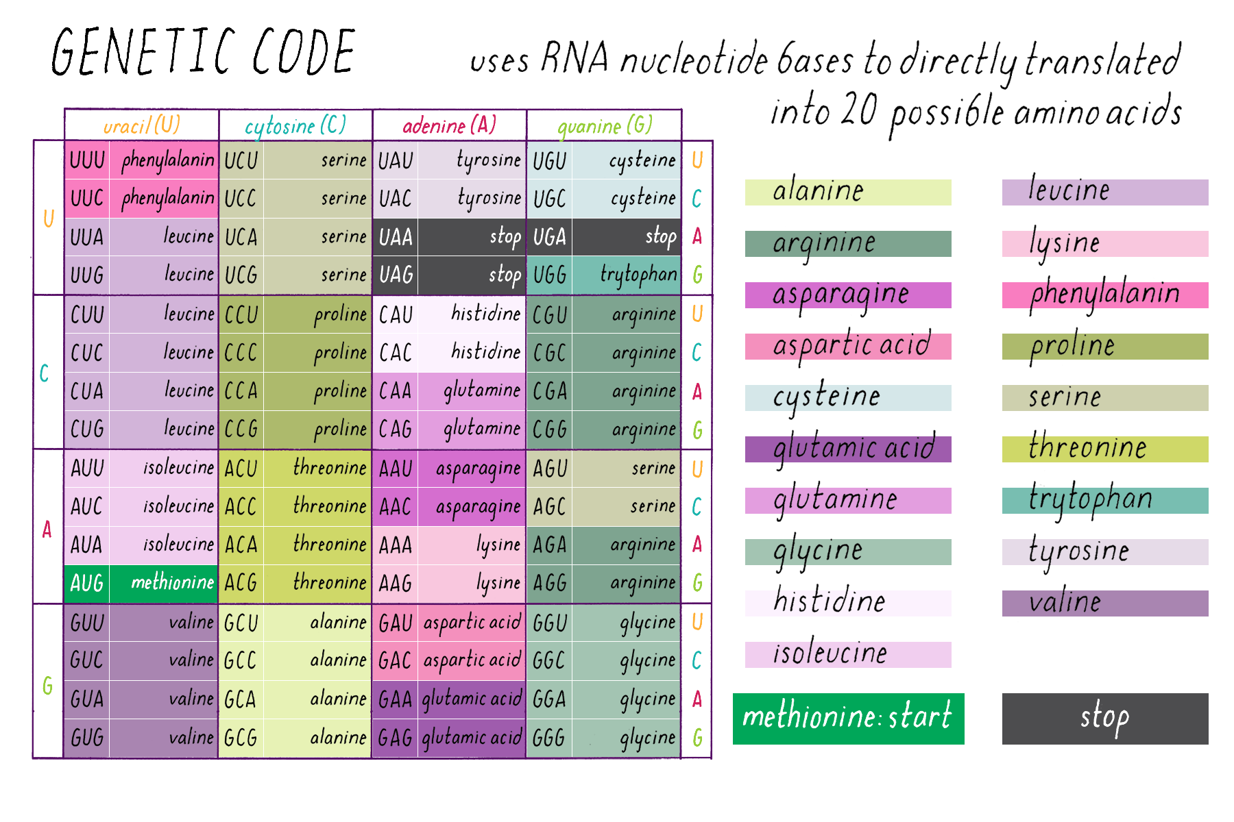 BioDictionary | Graphics & descriptions of biological terms