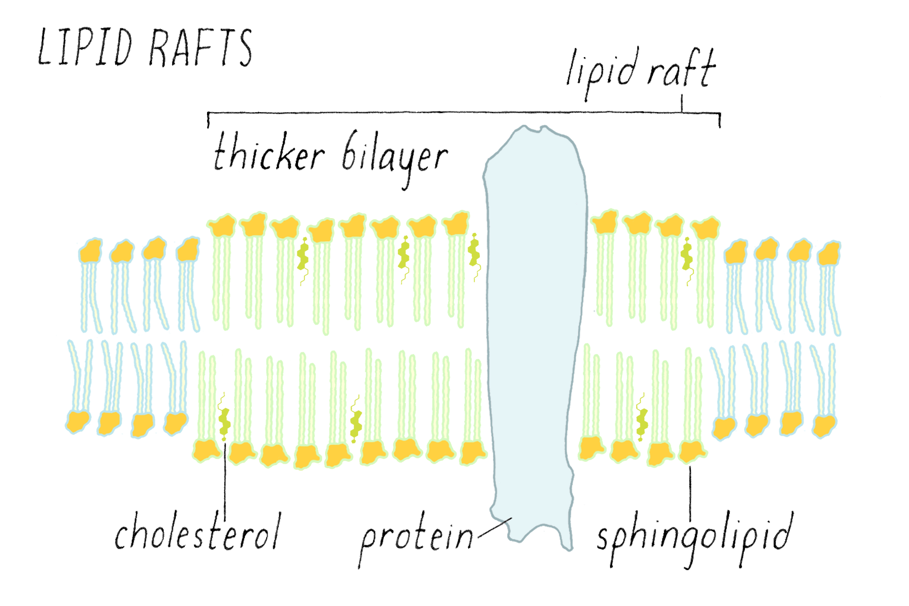 BioDictionary | Graphics & descriptions of biological terms