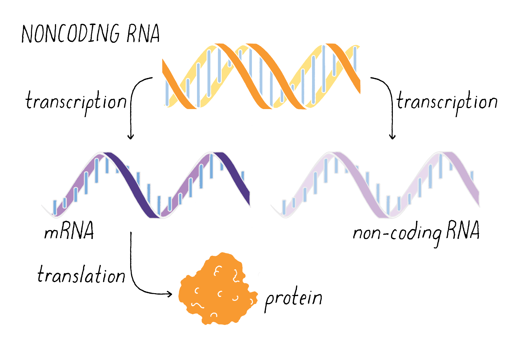BioDictionary | Graphics & descriptions of biological terms