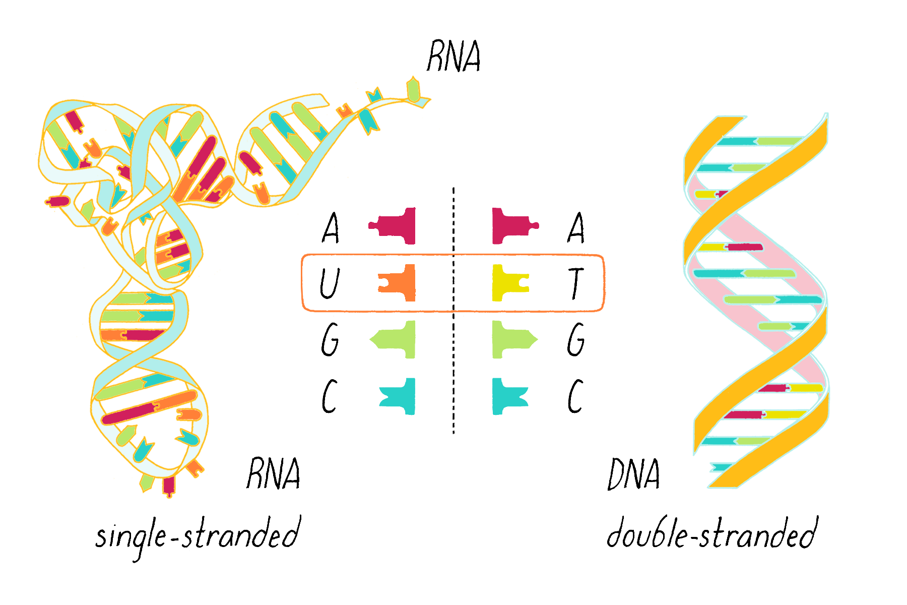 BioDictionary | Graphics & descriptions of biological terms