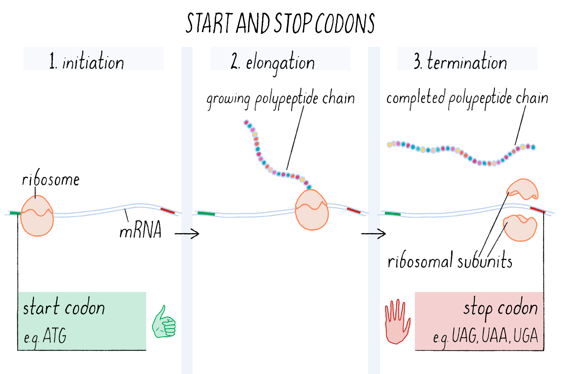BioDictionary | Graphics & descriptions of biological terms