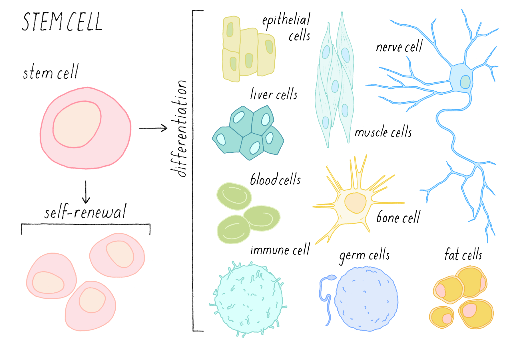 BioDictionary | Graphics & descriptions of biological terms