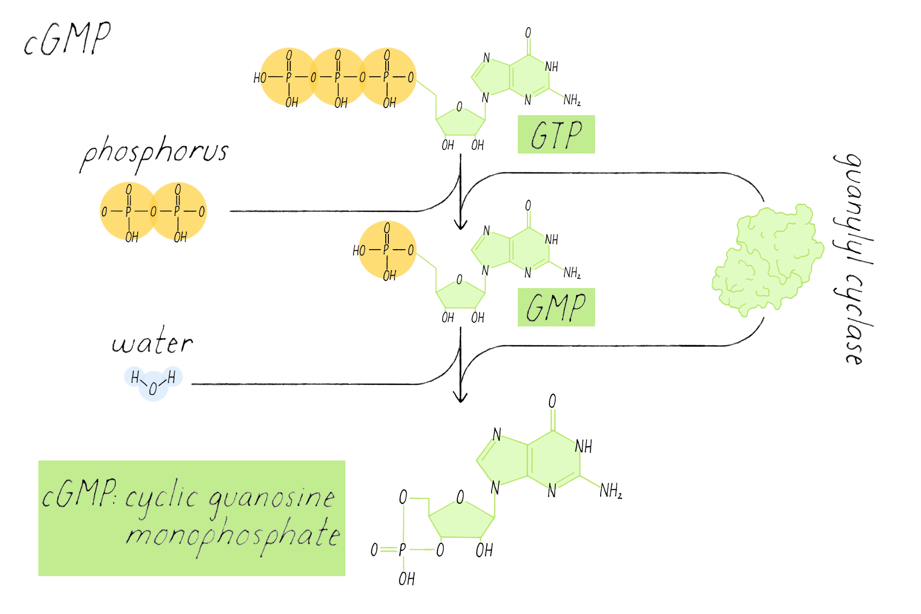 BioDictionary | Graphics & descriptions of biological terms