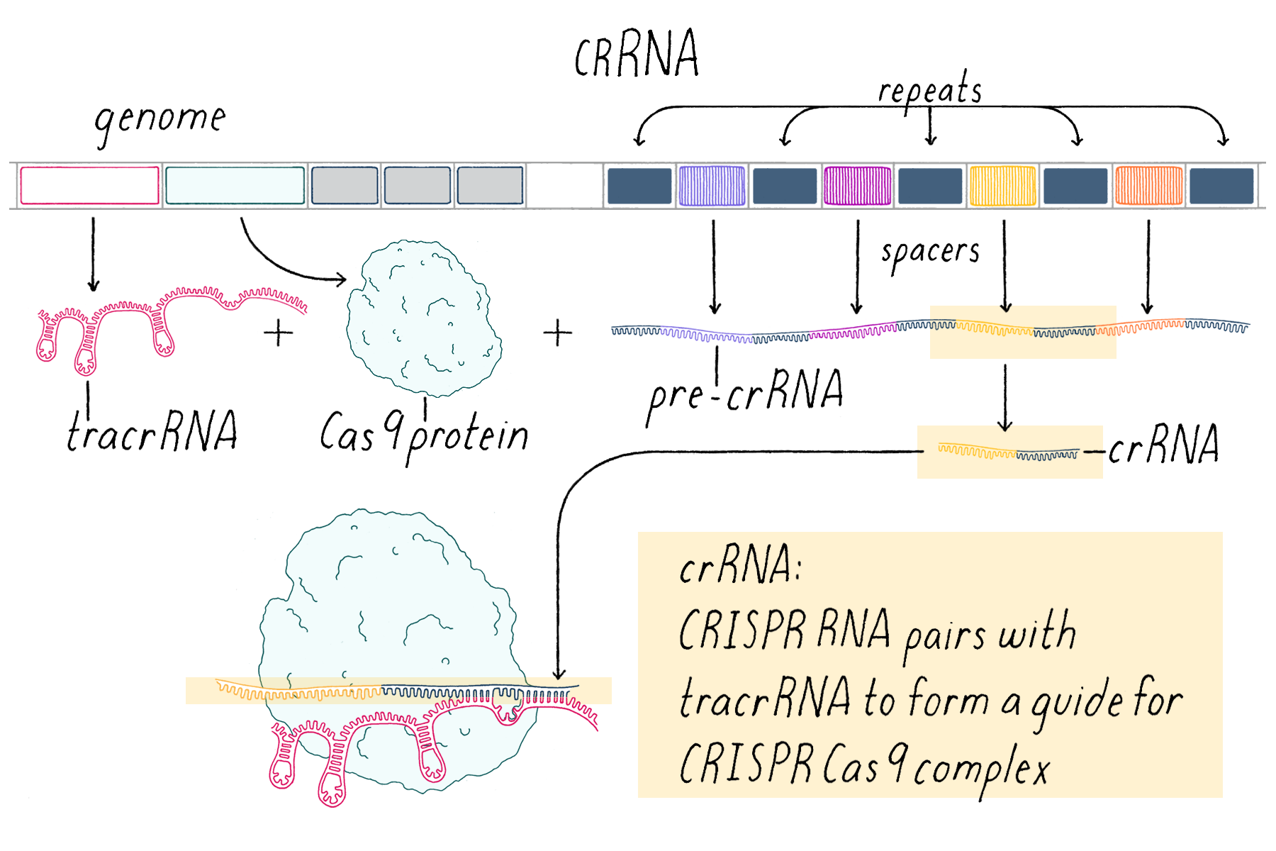 BioDictionary | Graphics & descriptions of biological terms