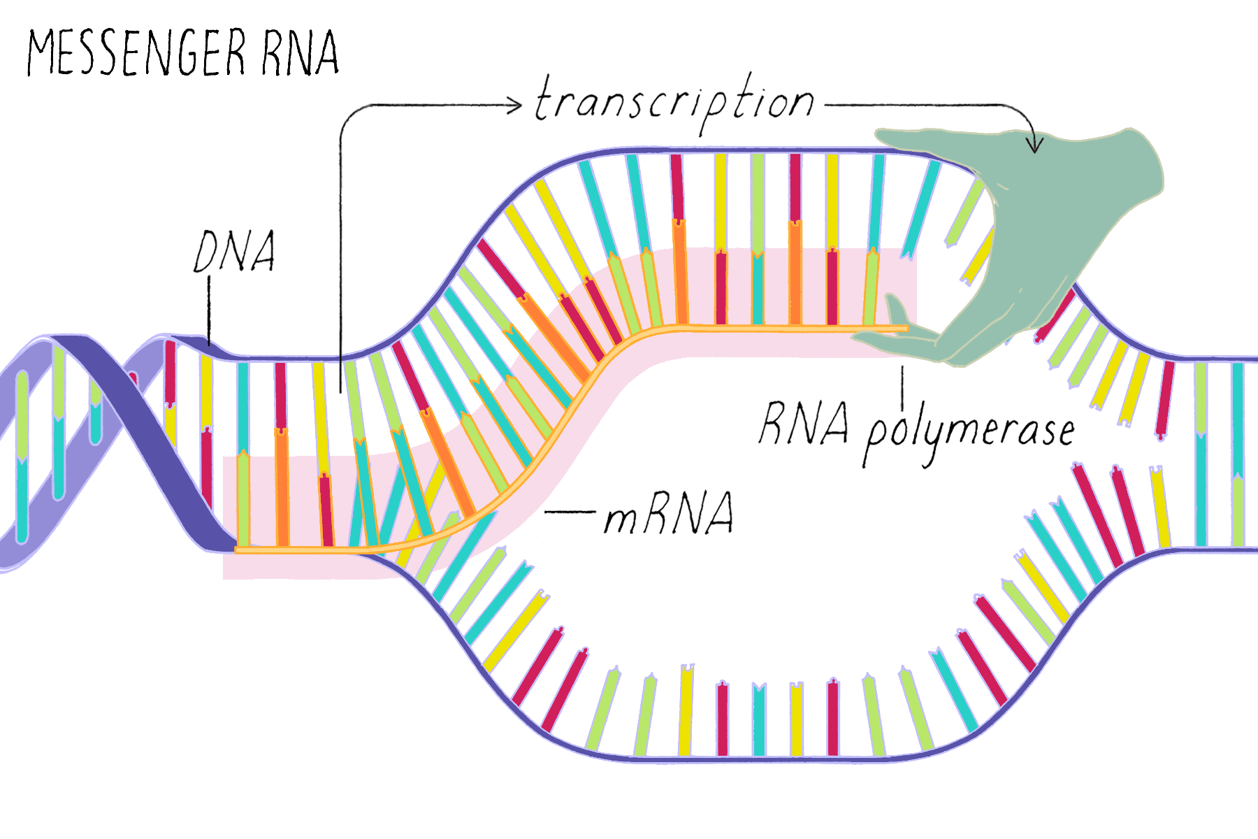 BioDictionary | Graphics & descriptions of biological terms
