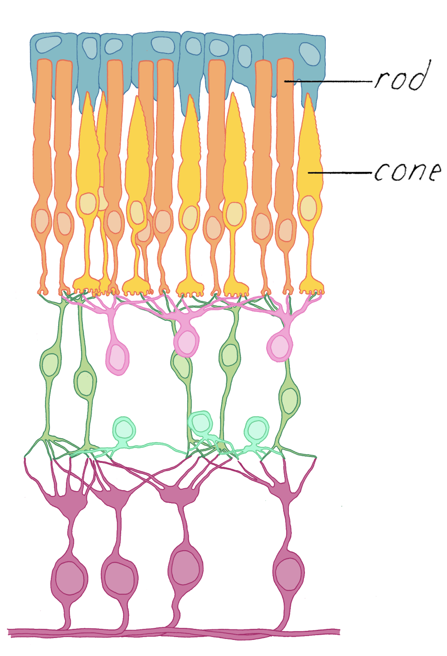 Cell Biology, Genetics & Neuroscience | Narratives & Key Experiments
