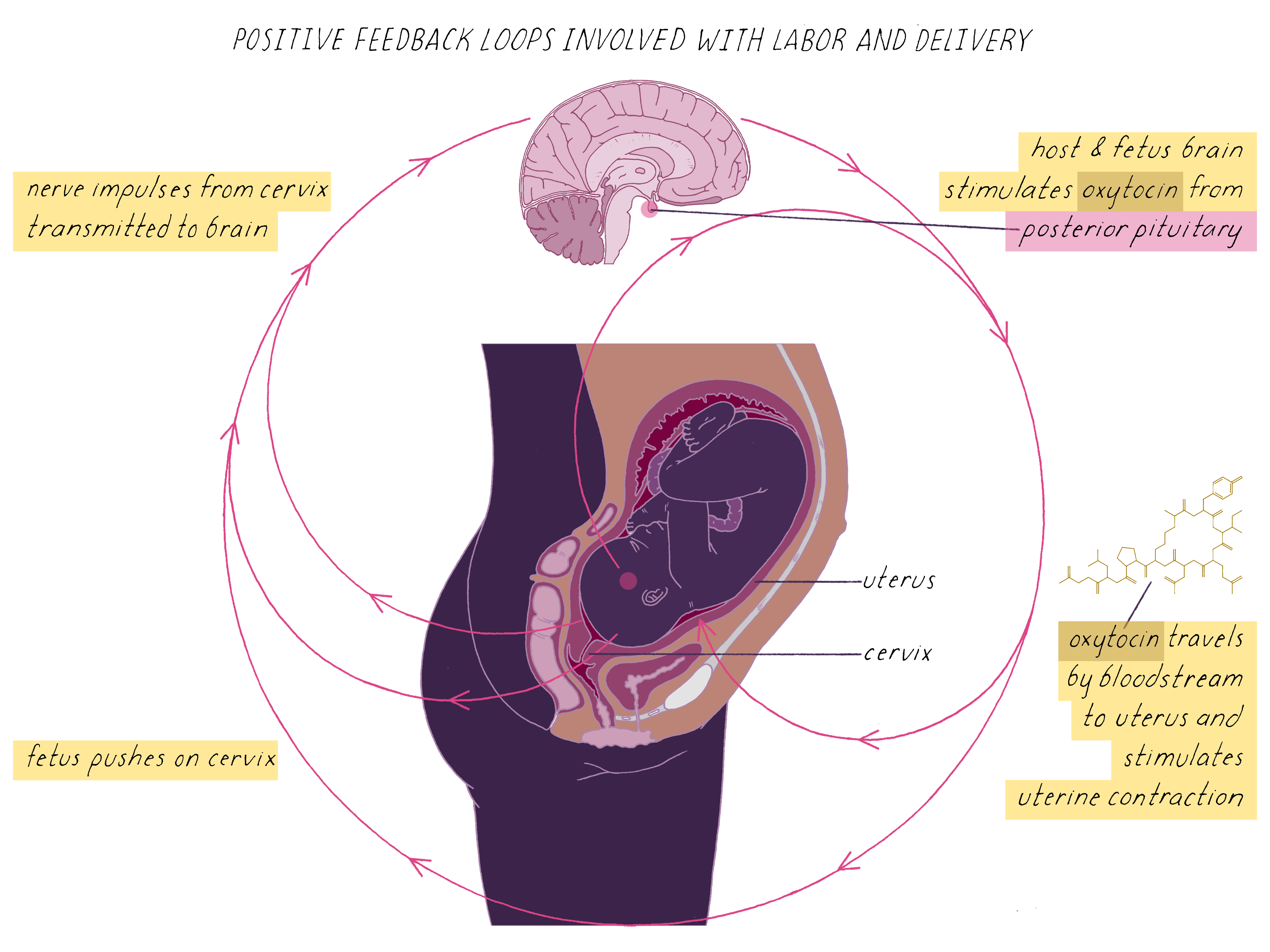 Oxytocin Feedback Loop Diagram