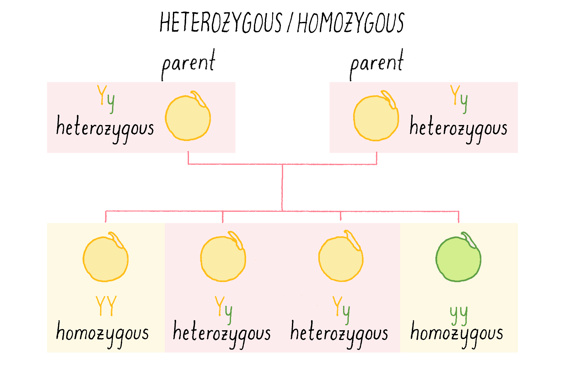 Homozygous And Heterozygous Examples Punnett Squares Middle School