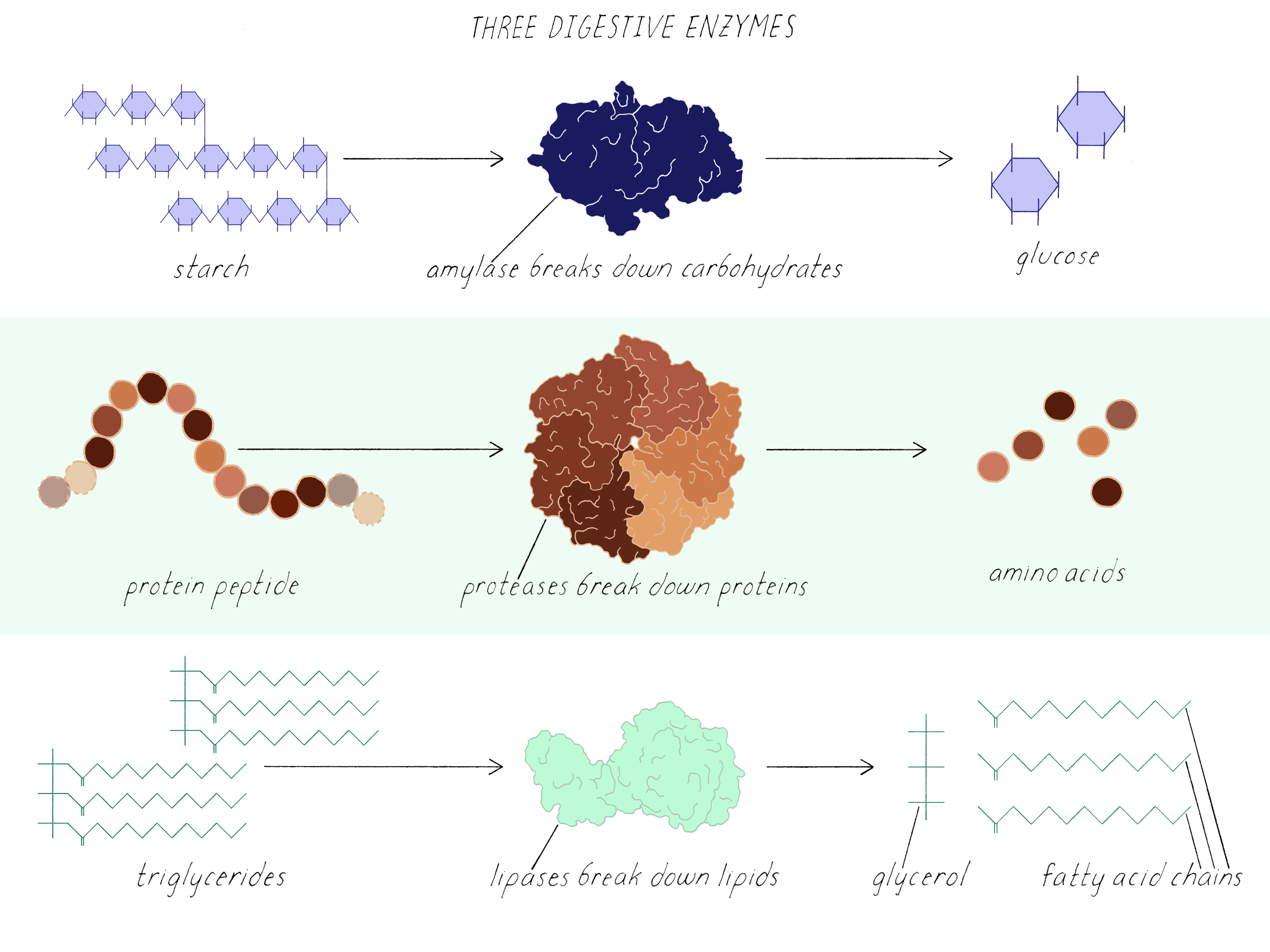 Digestive Enzyme Graphs