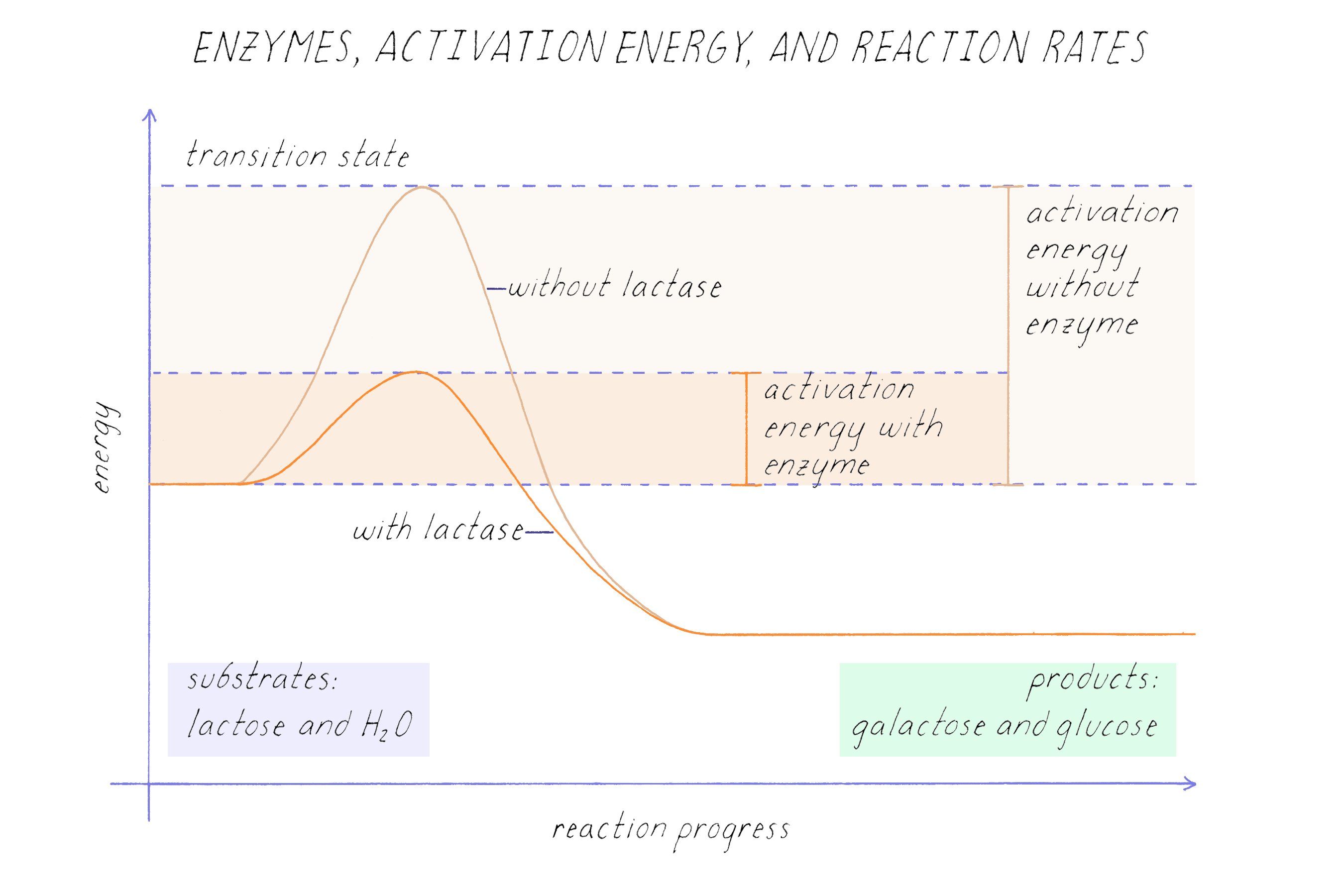 Enzymes Activation Energy