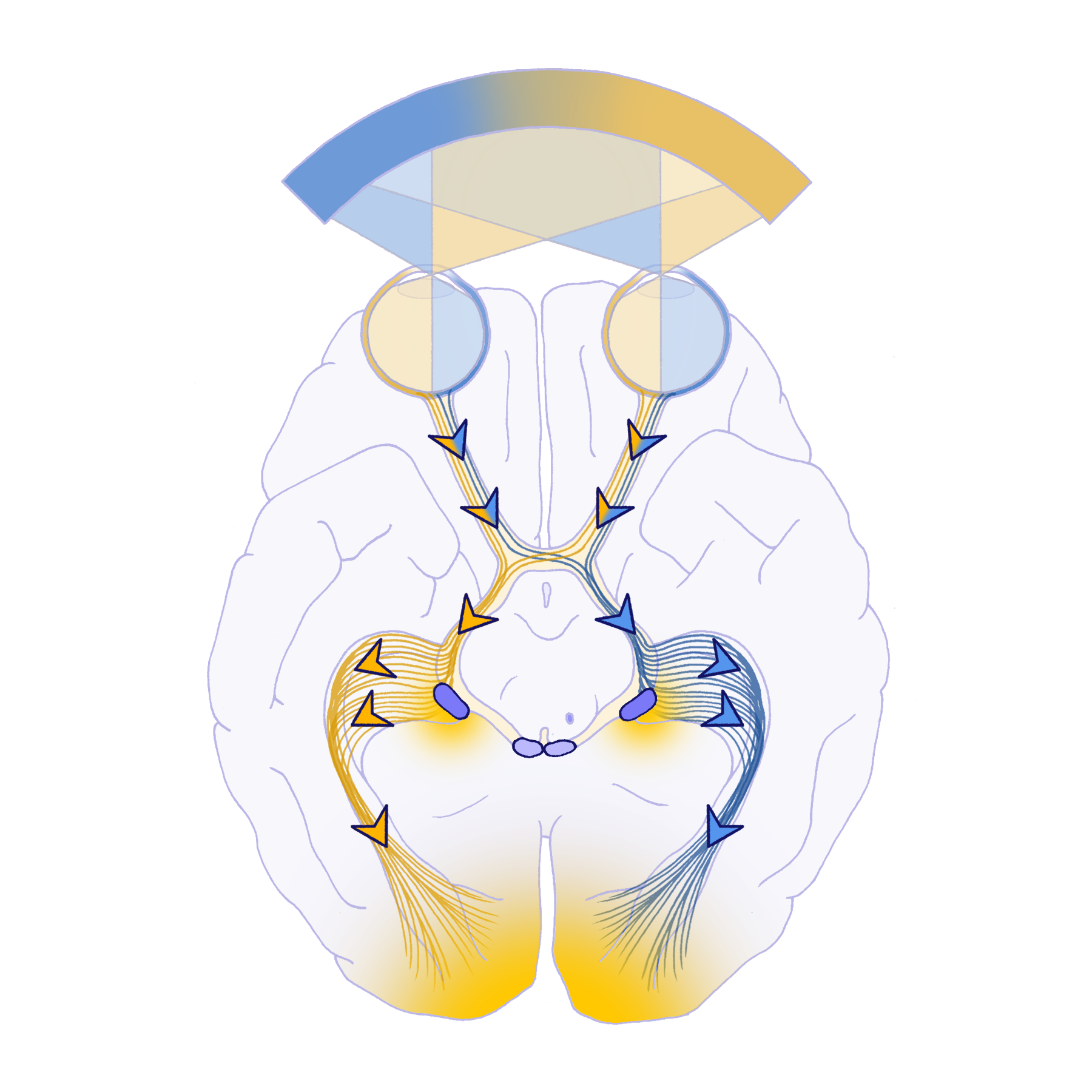 Cell Biology, Genetics & Neuroscience | Narratives & Key Experiments