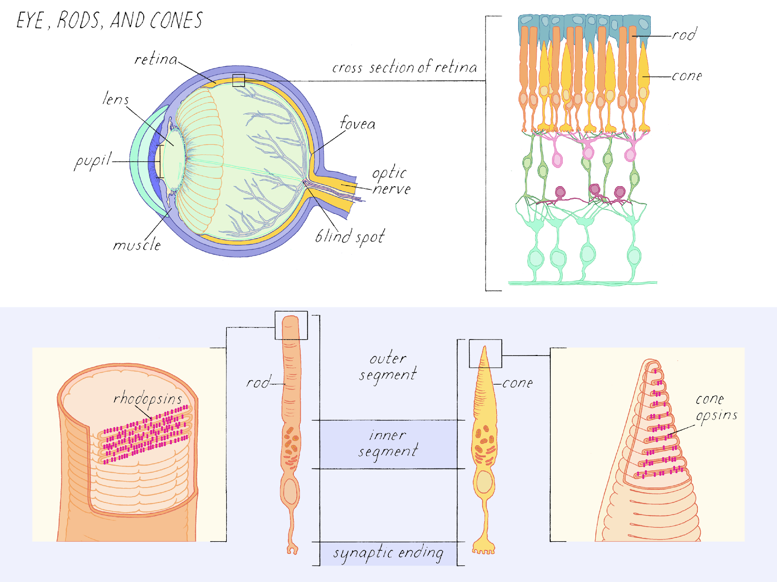 Cross Section Rods And Cones
