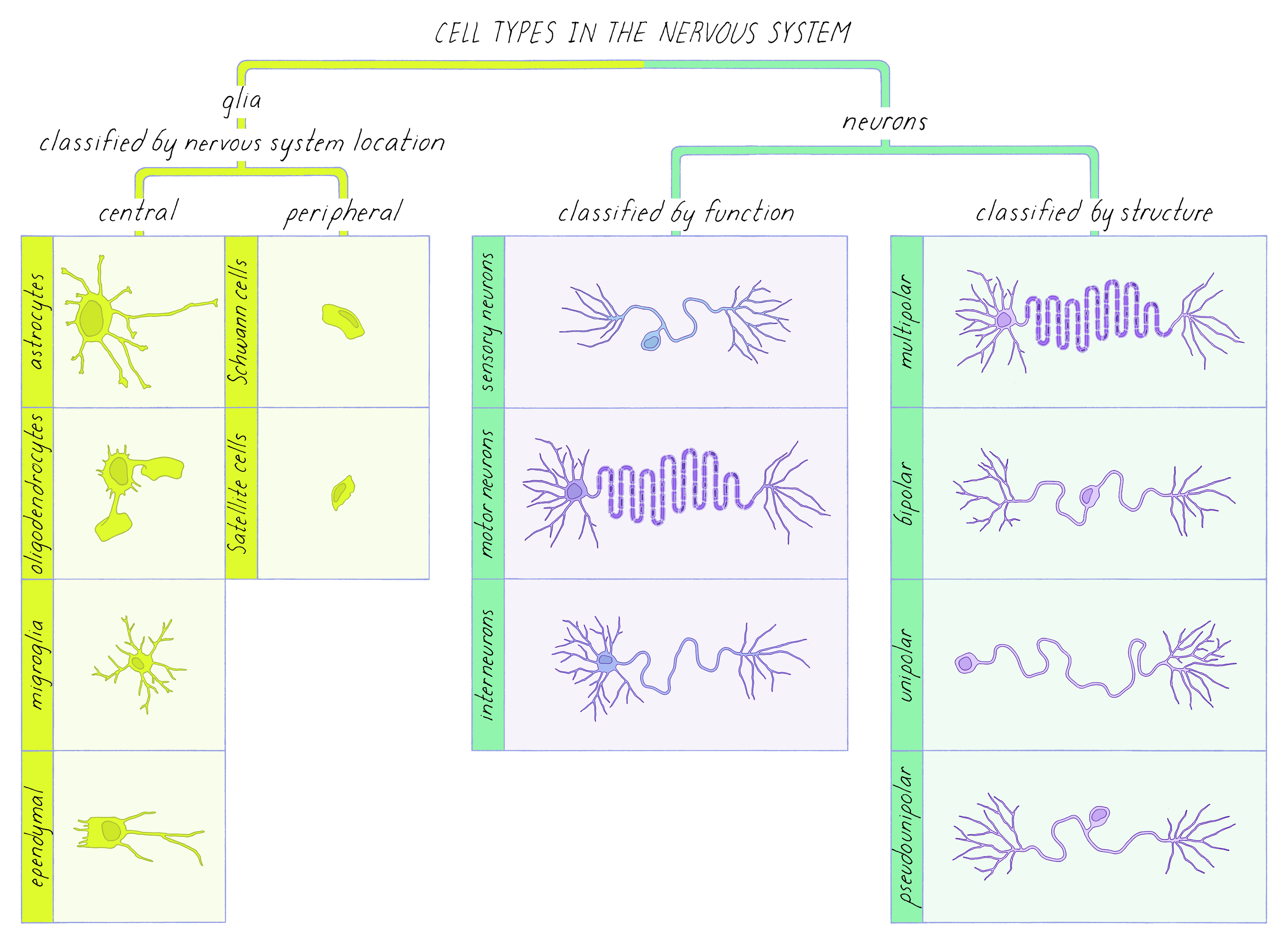 Nervous System Concept Map Answers Biology Corner