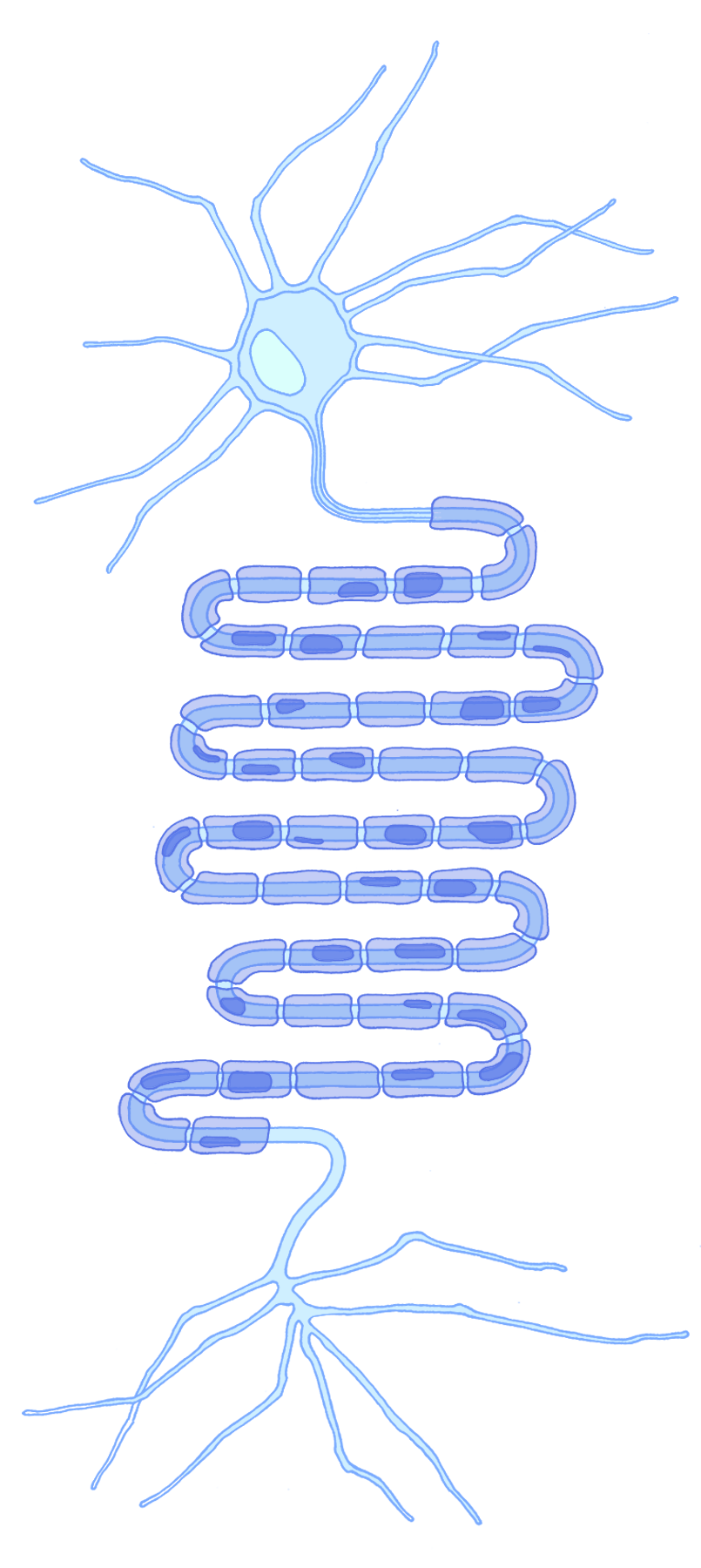 Cell Biology, Genetics & Neuroscience | Narratives & Key Experiments