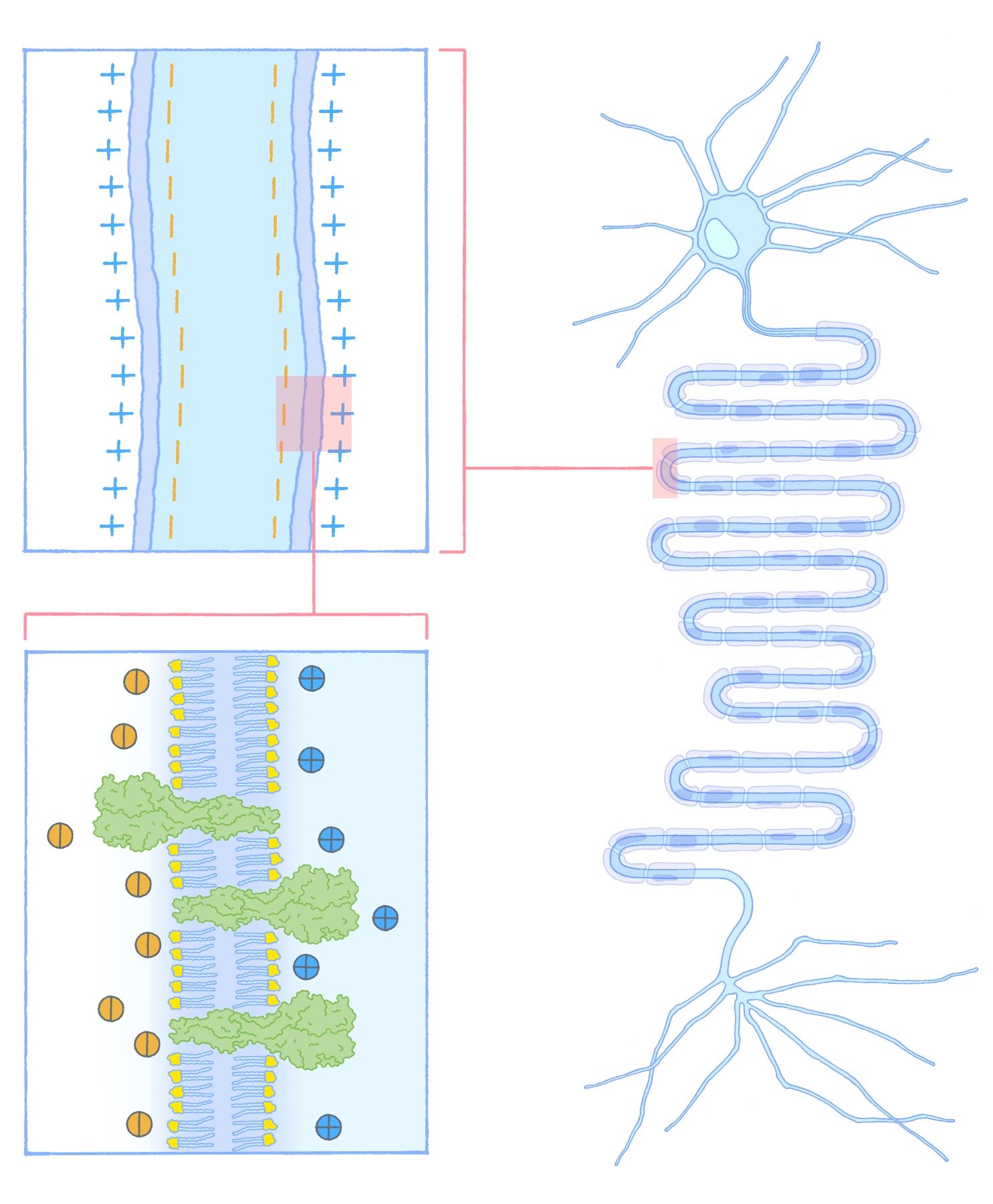 Cell Biology, Genetics & Neuroscience | Narratives & Key Experiments