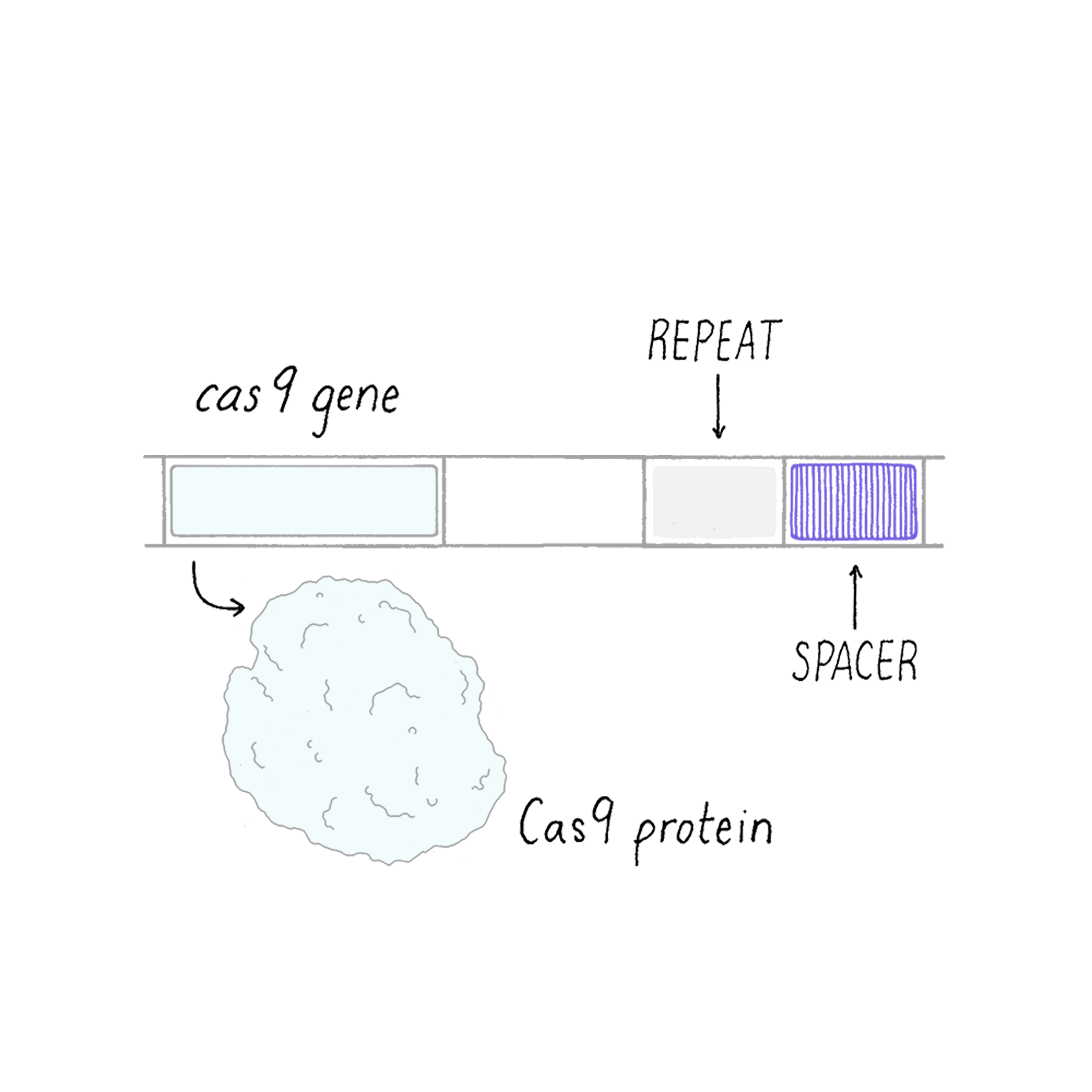 Cell Biology, Genetics & Neuroscience | Narratives & Key Experiments