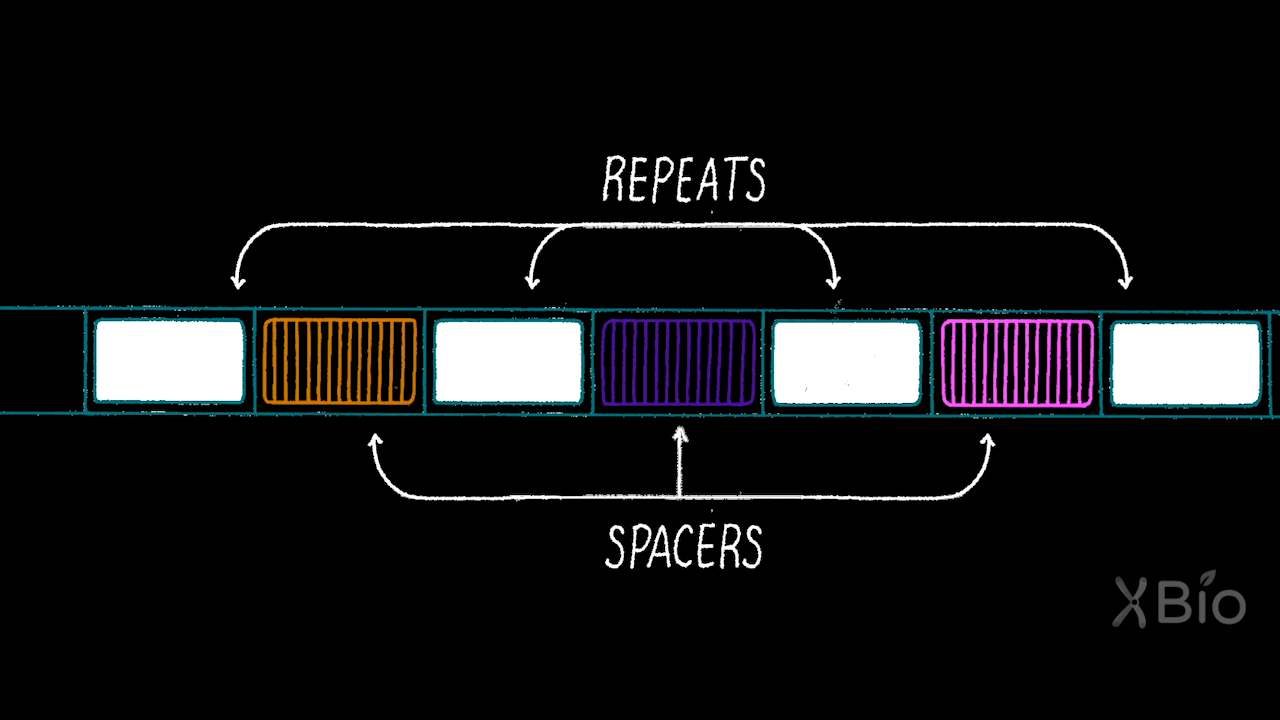 CRISPR-Cas | Genome Editing Revolution | by Rodolphe Barrangou