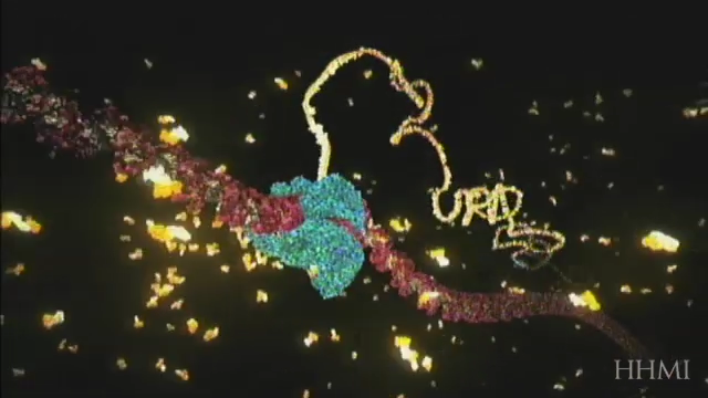 CRISPR-Cas9 | New Tool for Genome Editing | by Jennifer Doudna