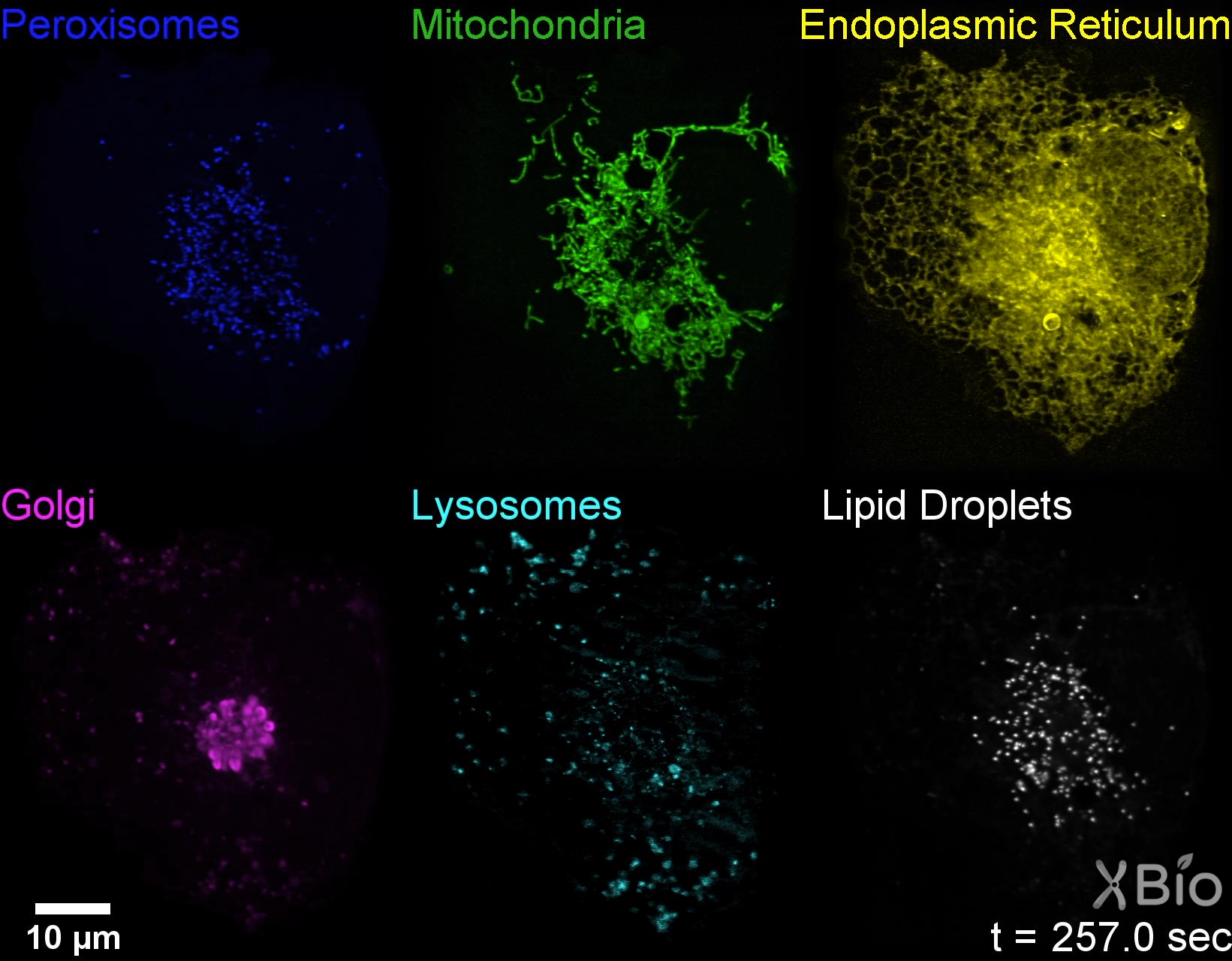 Membrane Organelles | by Jennifer Lippincott-Schwartz