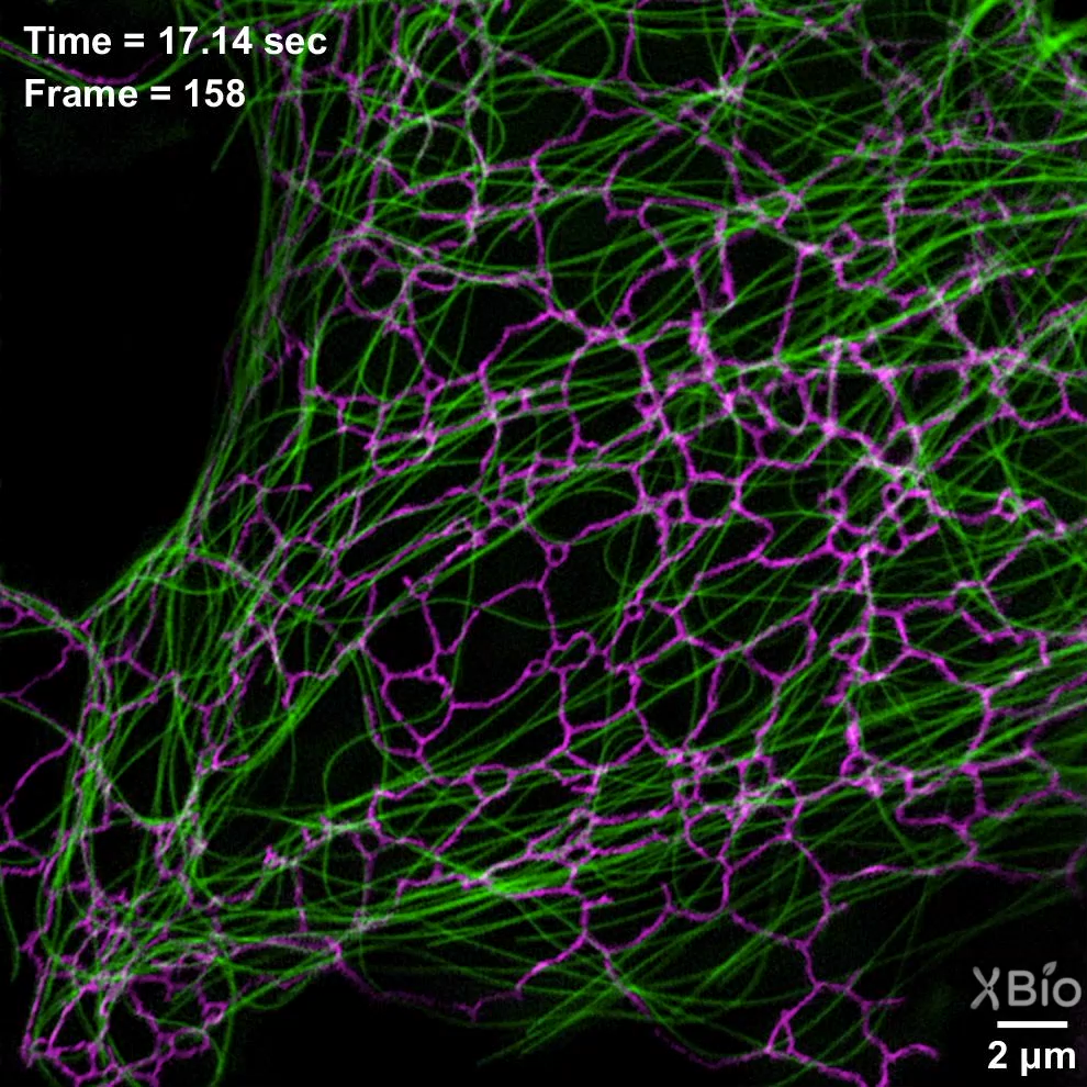 Membrane Organelles | by Jennifer Lippincott-Schwartz