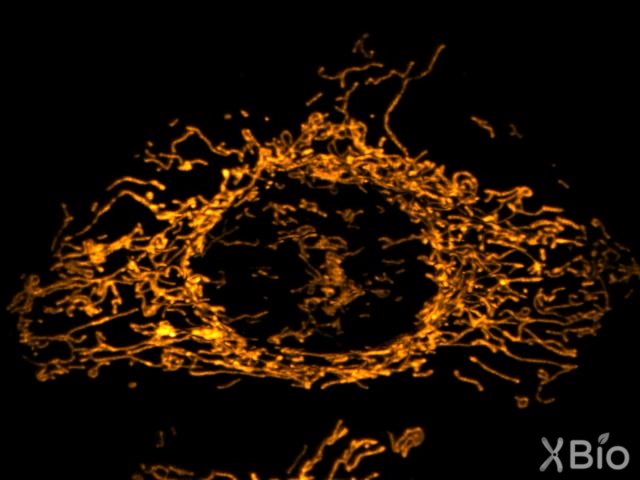 Membrane Organelles | by Jennifer Lippincott-Schwartz