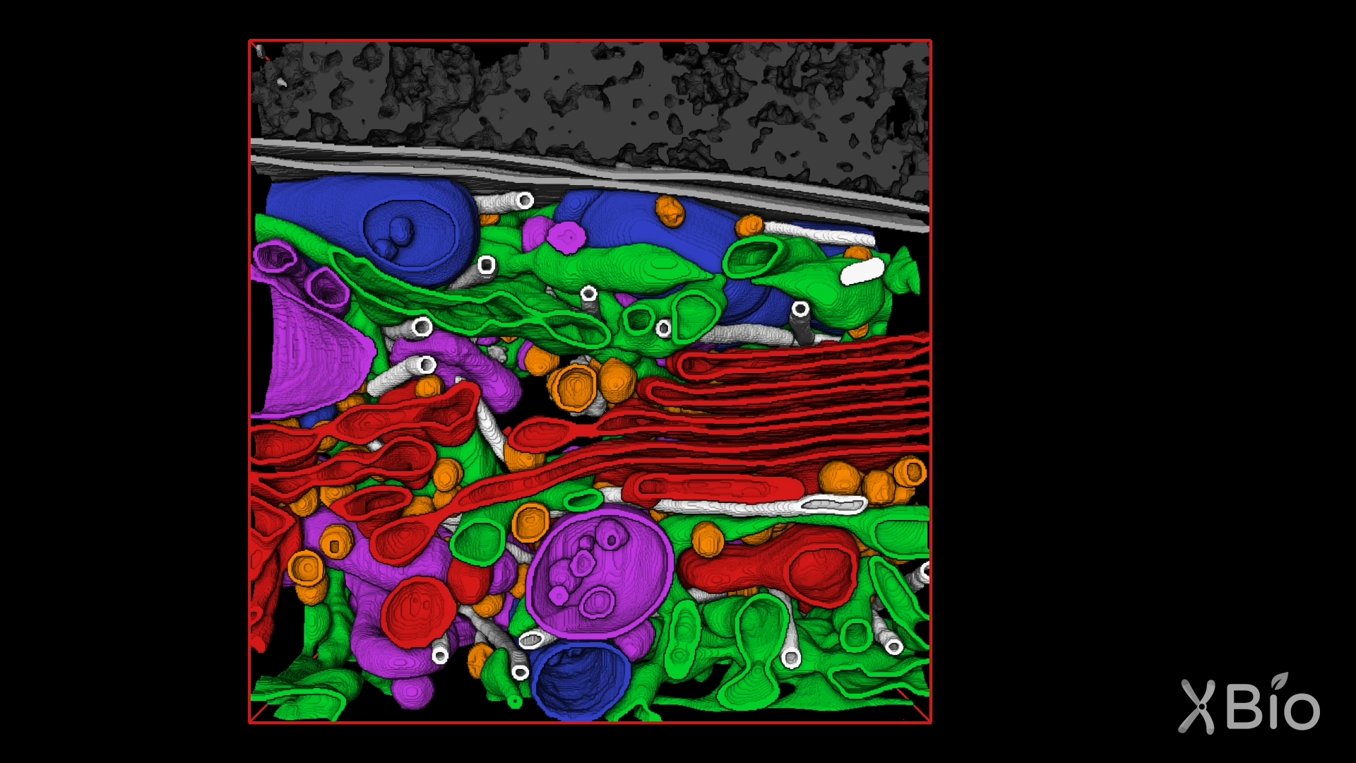 Membrane Organelles | by Jennifer Lippincott-Schwartz
