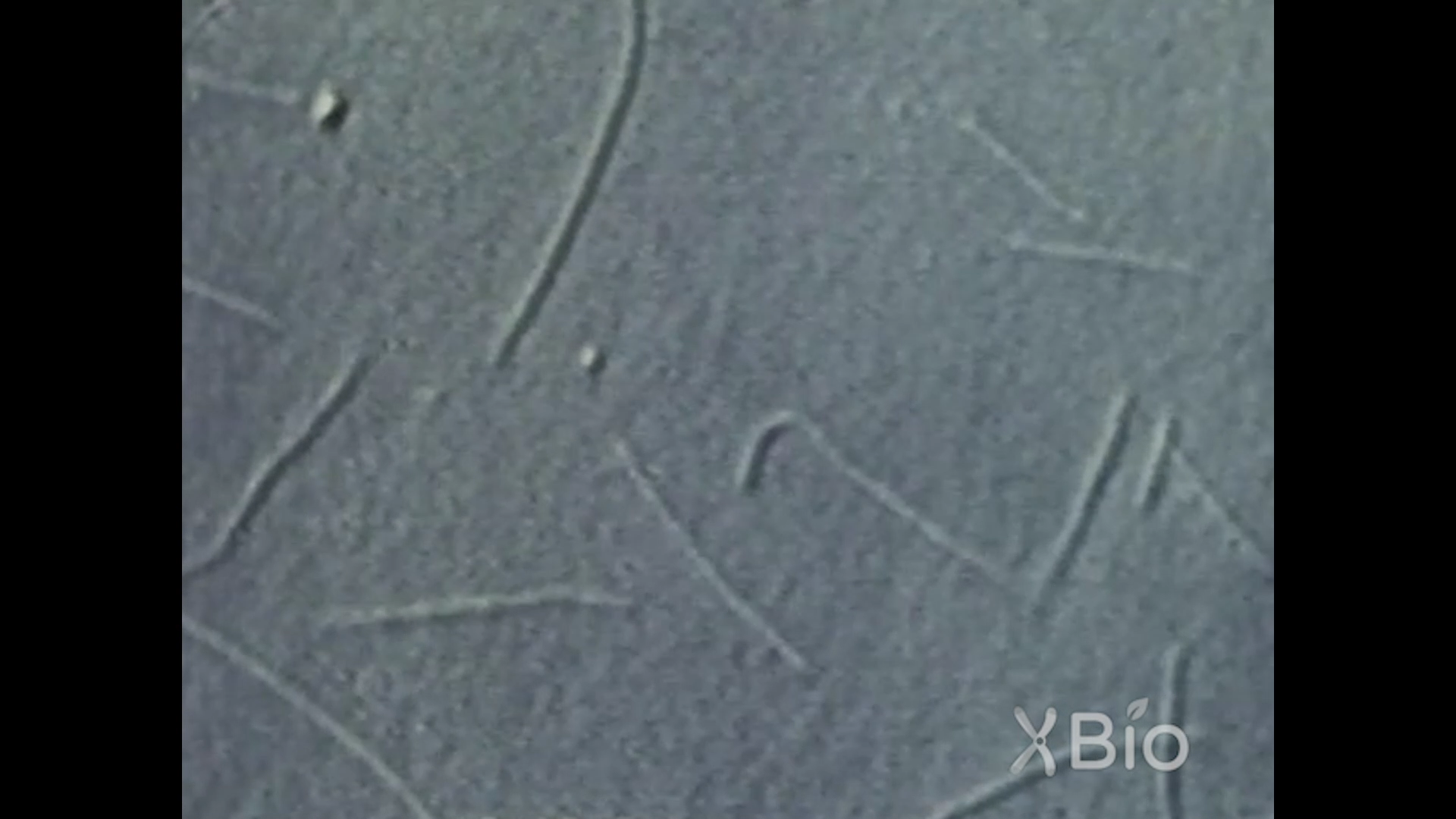 Motility in a Test Tube | by Ron Vale