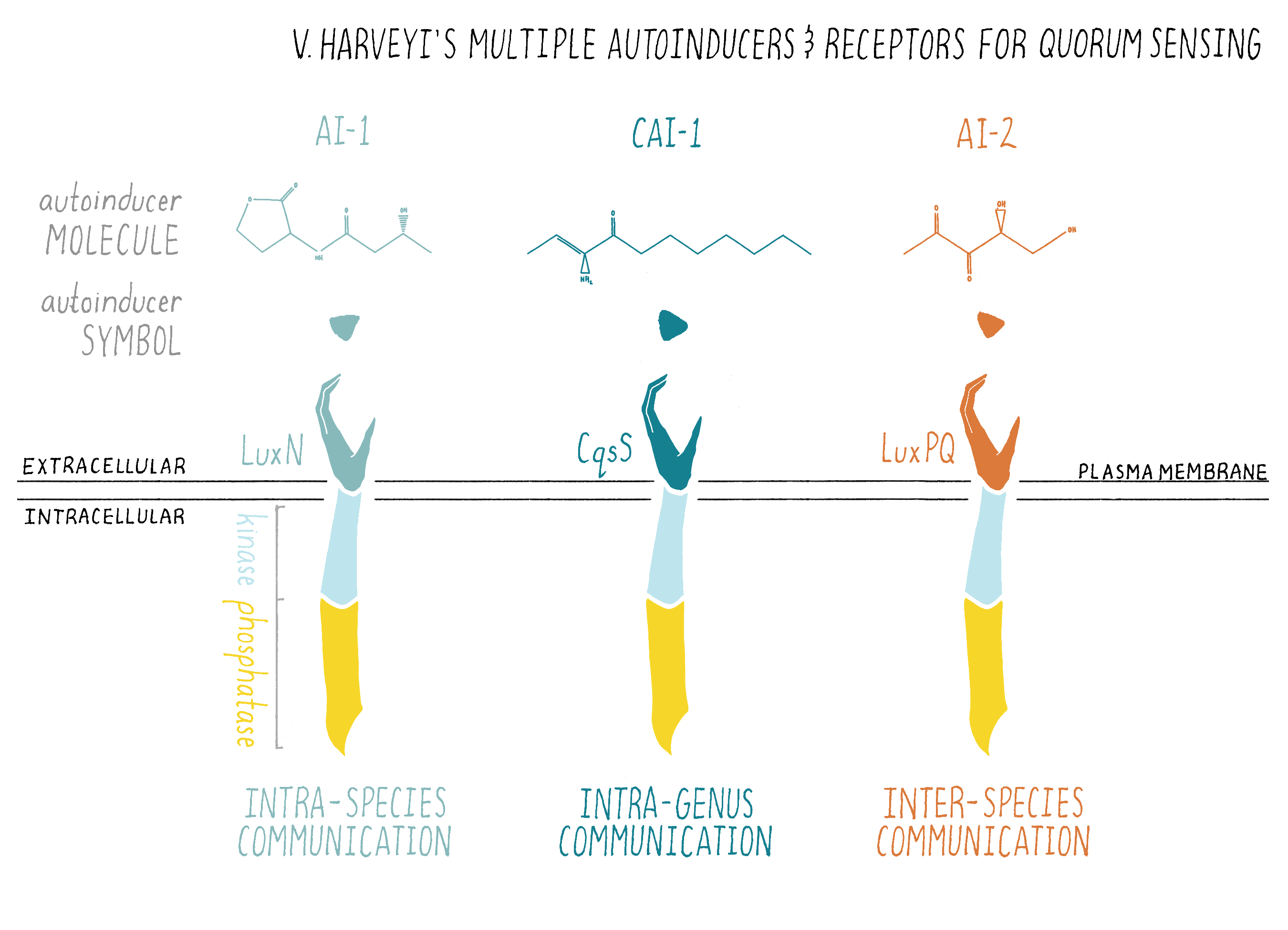 Quorum Sensing Quorum Sensing