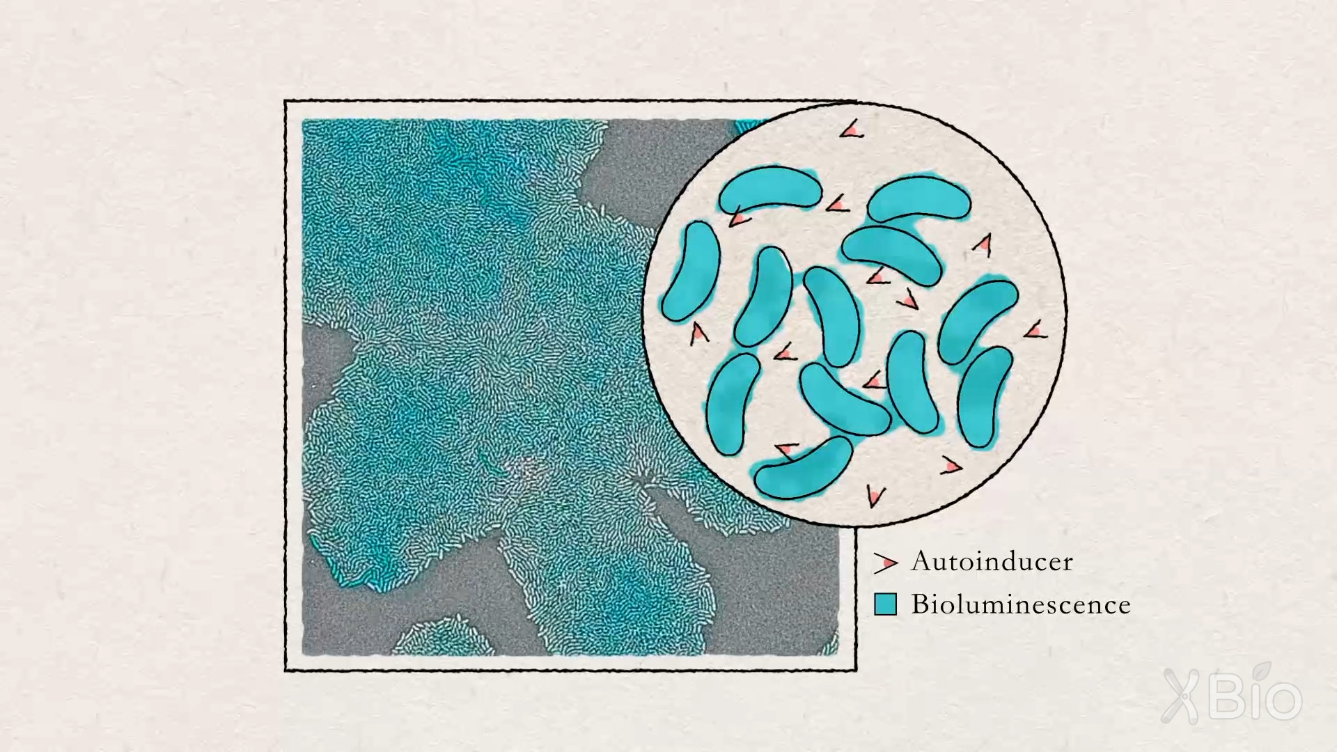 Quorum Sensing | Bacterial Communication | by Bonnie Bassler